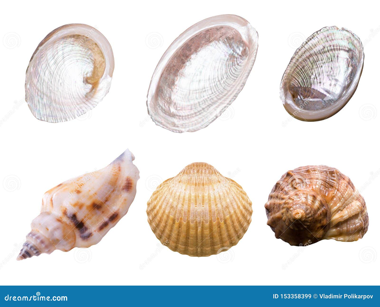 Set of Sea Shells Isolated on White Stock Image - Image of spiral ...