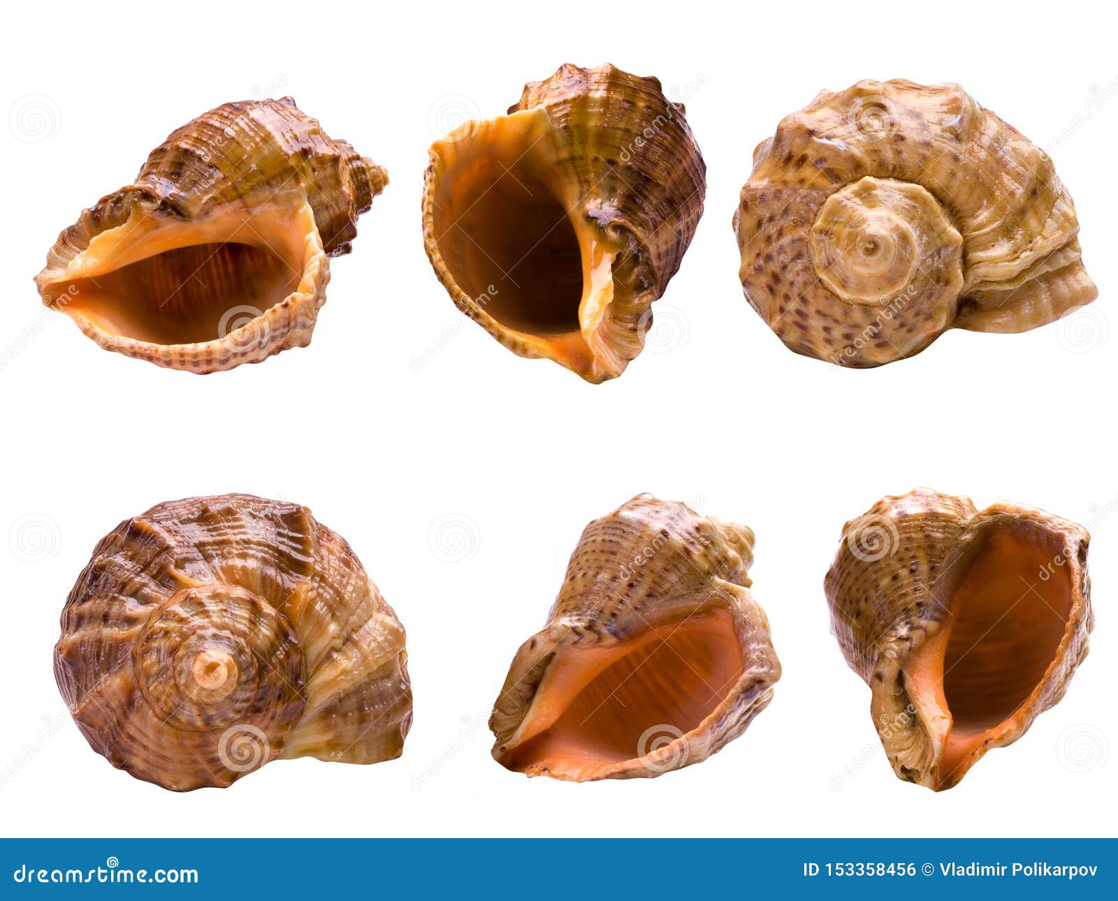 Set of Sea Shells Isolated on White Stock Photo - Image of design ...