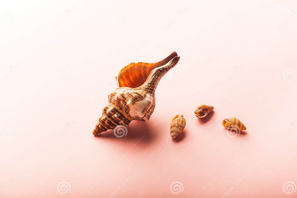 Set of Sea Shells on Orange Background. Sea Concept Stock Photo - Image ...