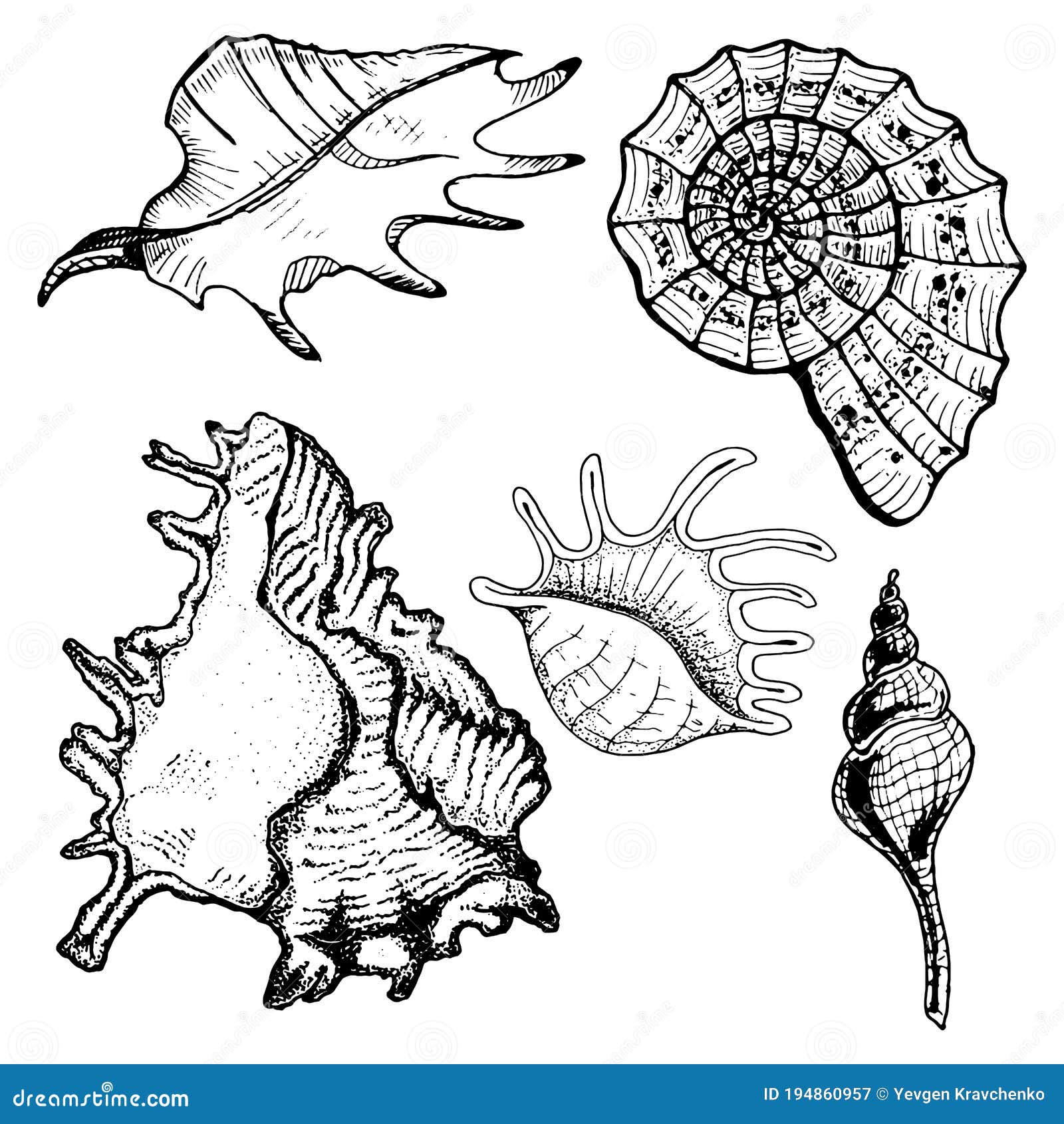 Set of Sea Shells. Vector Illustration of Beautiful Sea Shells. Hand ...