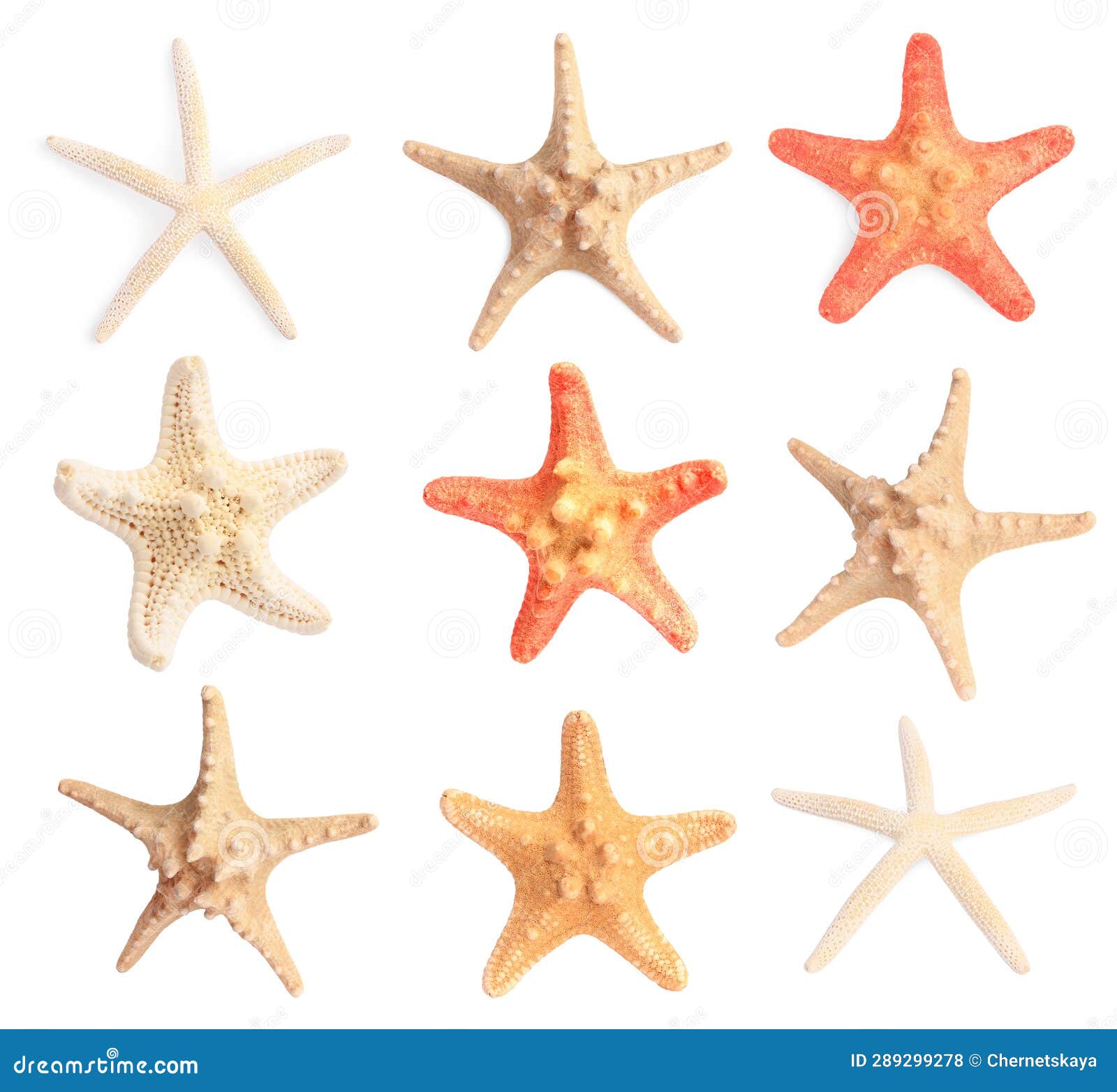 Set with Sea Stars Isolated on White Stock Photo - Image of reef ...