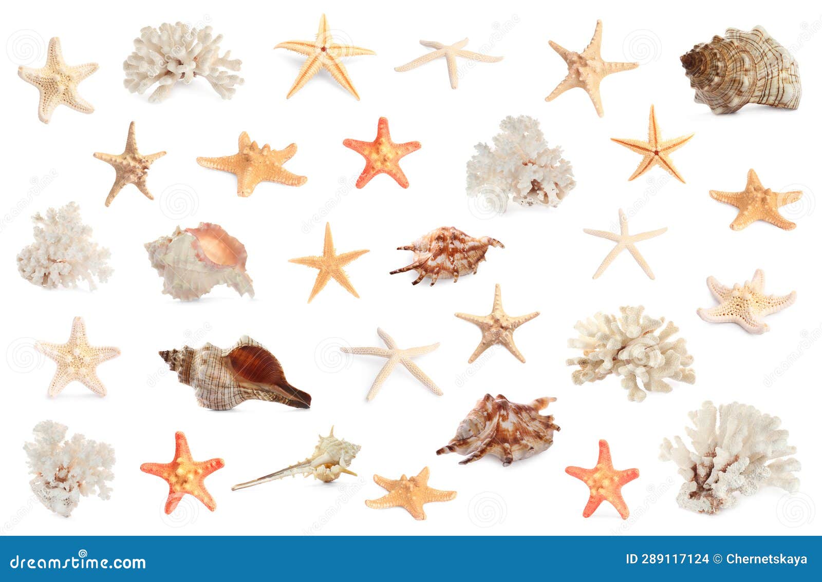 Set with Sea Stars, Shells and Corals Isolated on White Stock Photo ...