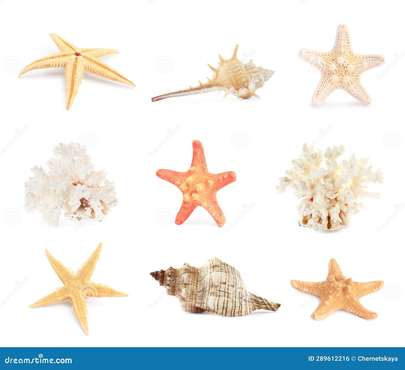 Set with Sea Stars, Shells and Corals Isolated on White Stock Photo ...