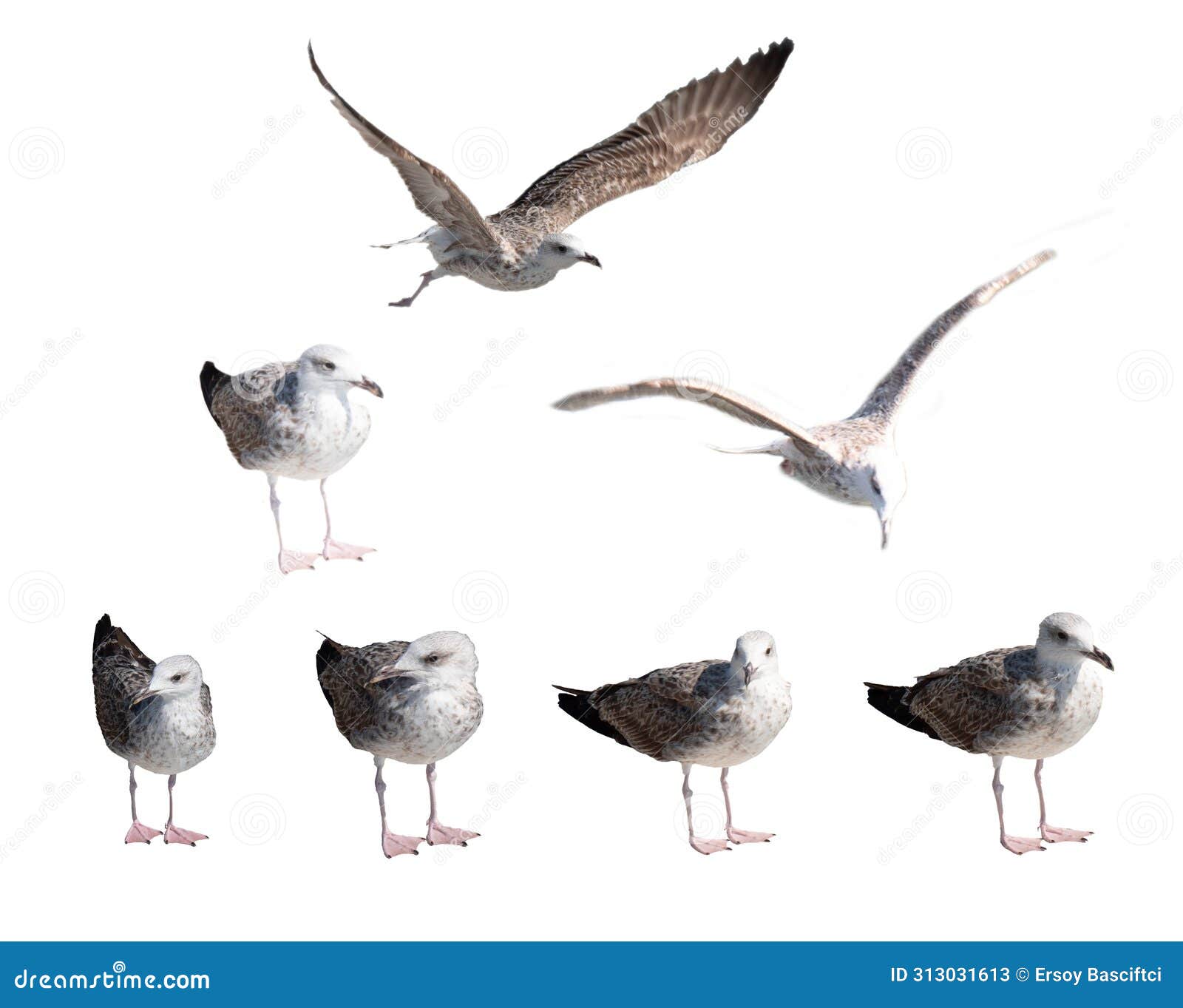 Set of Seagulls Isolated on White Background. Stock Image - Image of ...