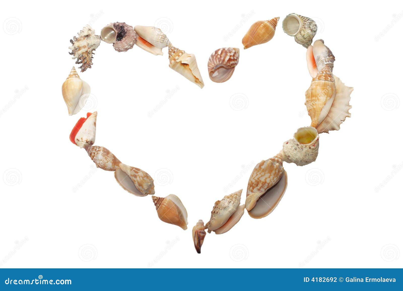 Set of Seashell in the Form of Heart Stock Photo - Image of spiral ...