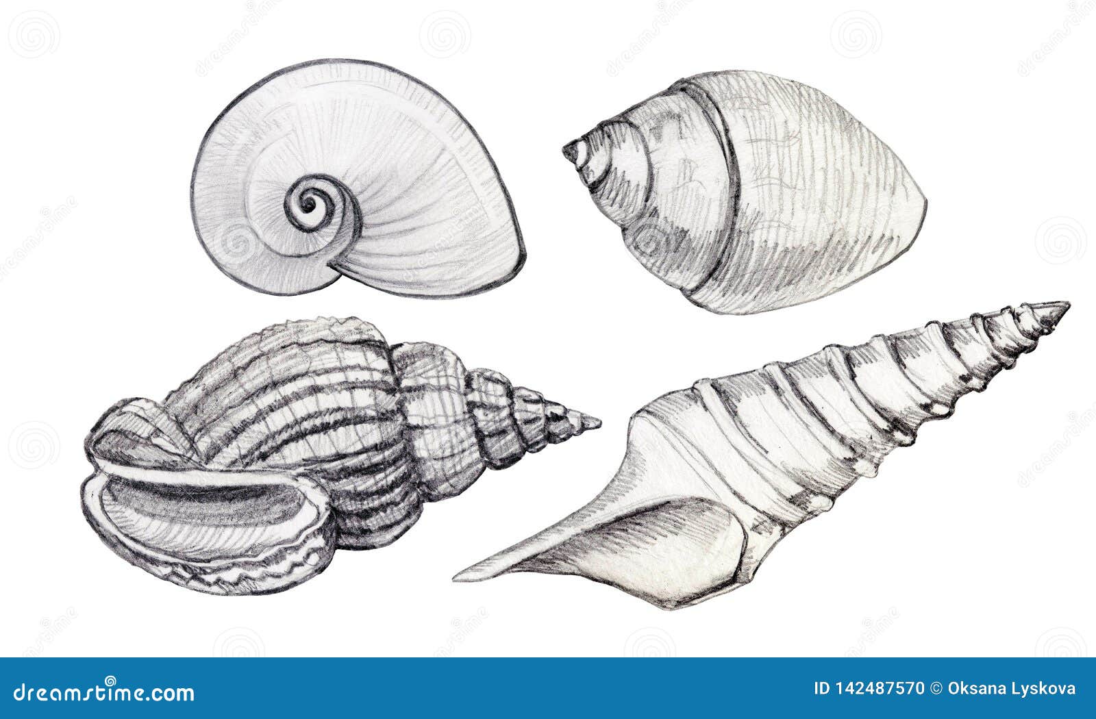 Set of Seashell. Hand-drawn Illustration. Simple Pencil Stock ...