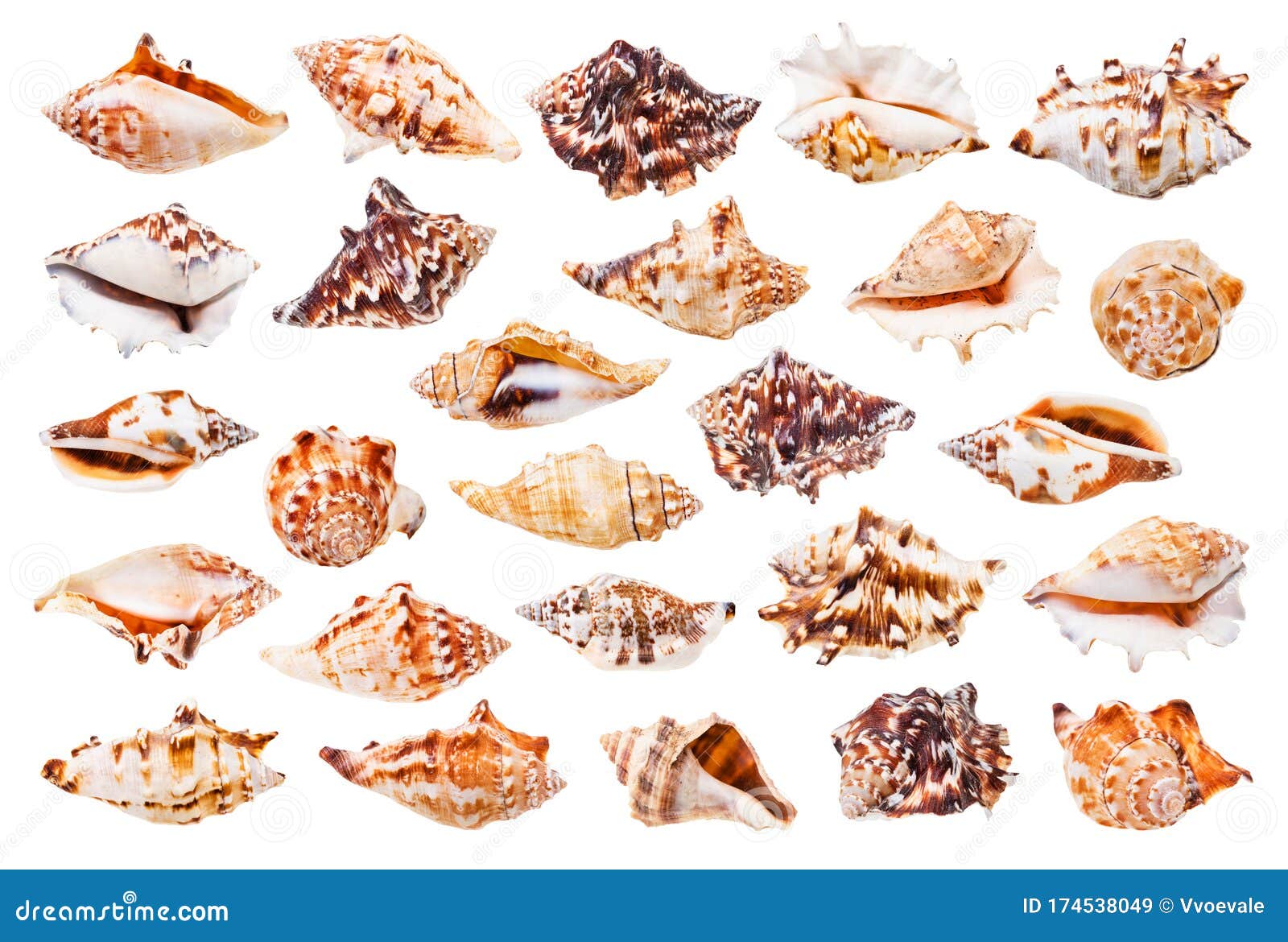 Set of Seashell of Whelks Isolated on White Stock Image - Image of ...