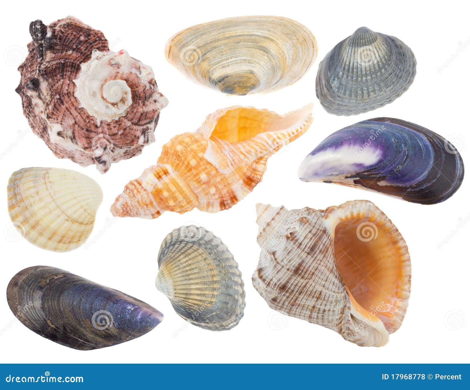 Set of seashells stock photo. Image of macro, gray, color - 17968778