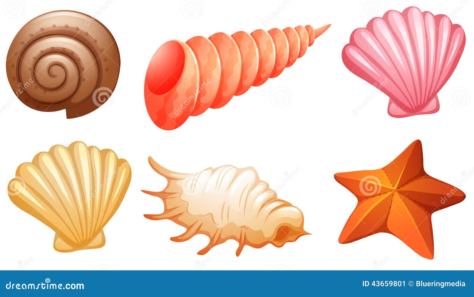 Set of seashells stock vector. Illustration of drawing - 43659801