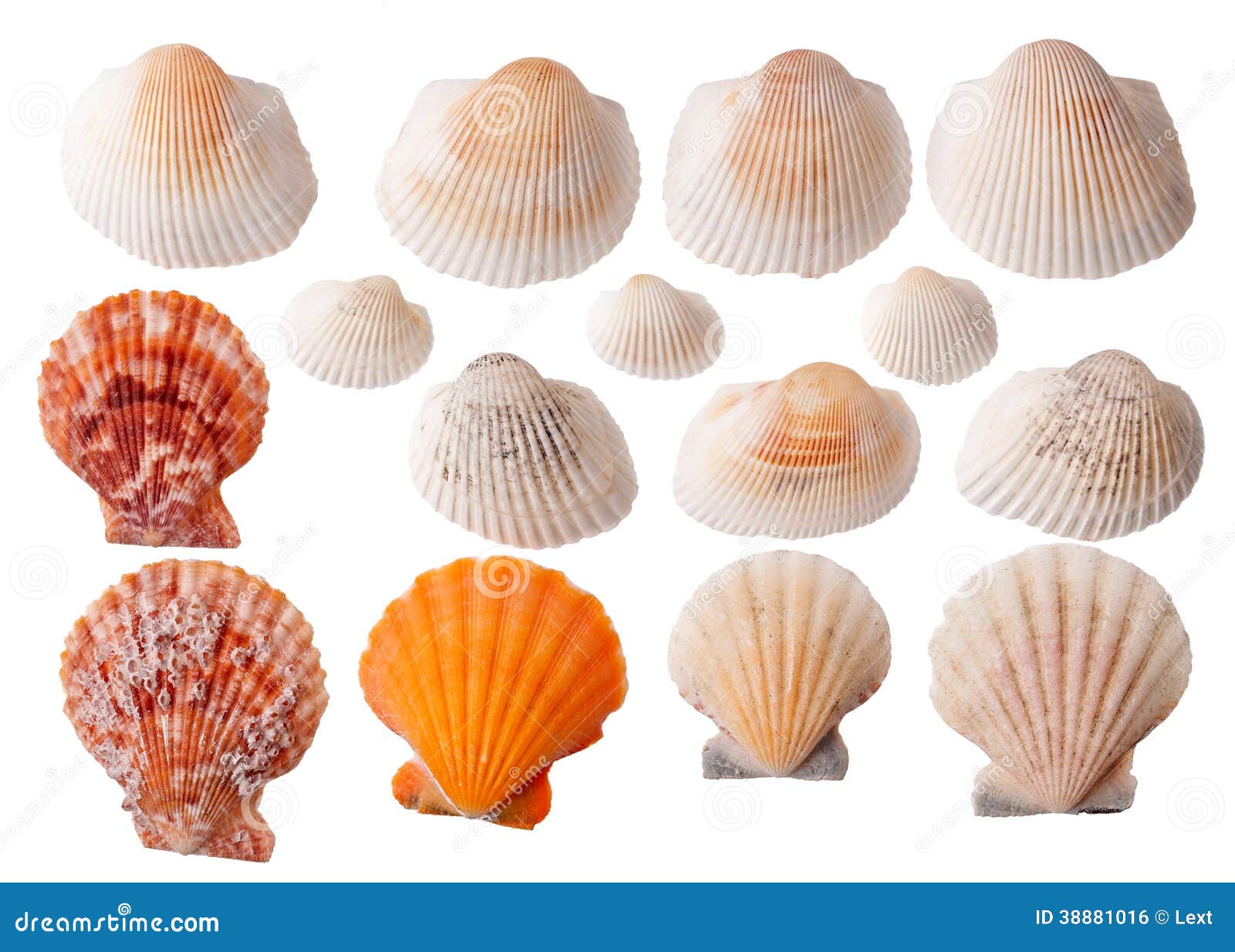 Set of seashells isolated stock photo. Image of texture - 38881016