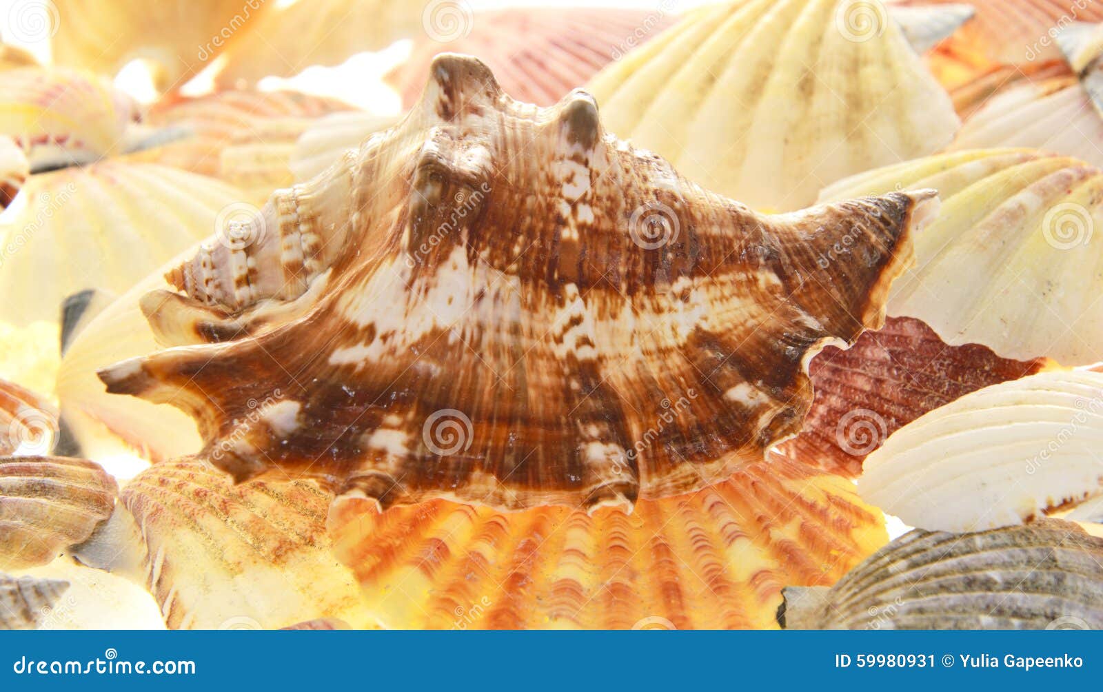 Set of seashells. Isolated stock image. Image of prepared - 59980931