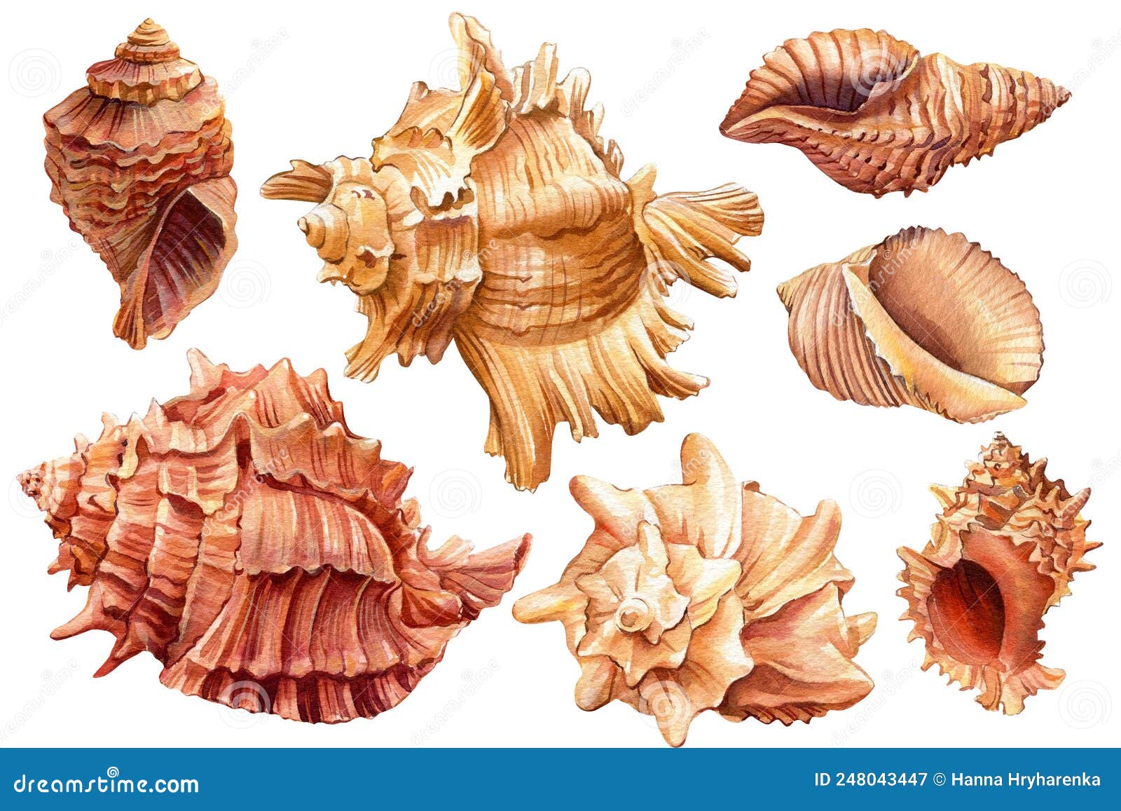 Set of Seashells on Isolated White Background, Shell Hand Painted ...