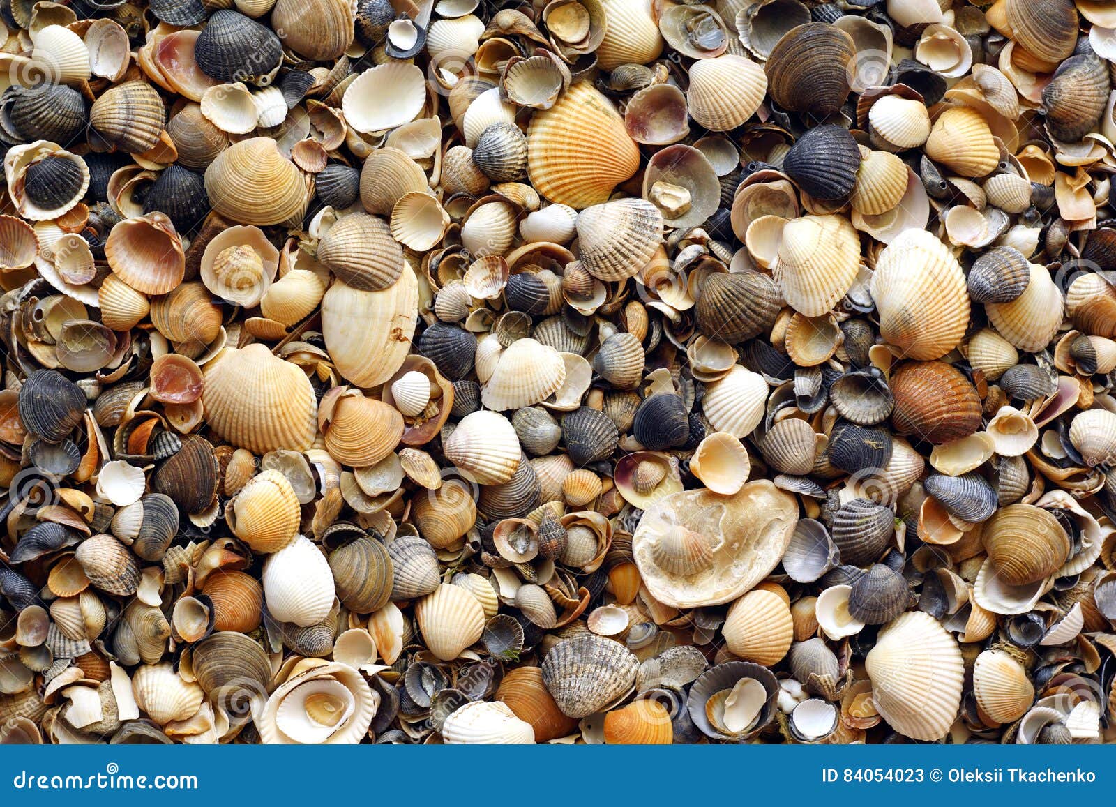 Set of seashells top view. stock image. Image of small - 84054023