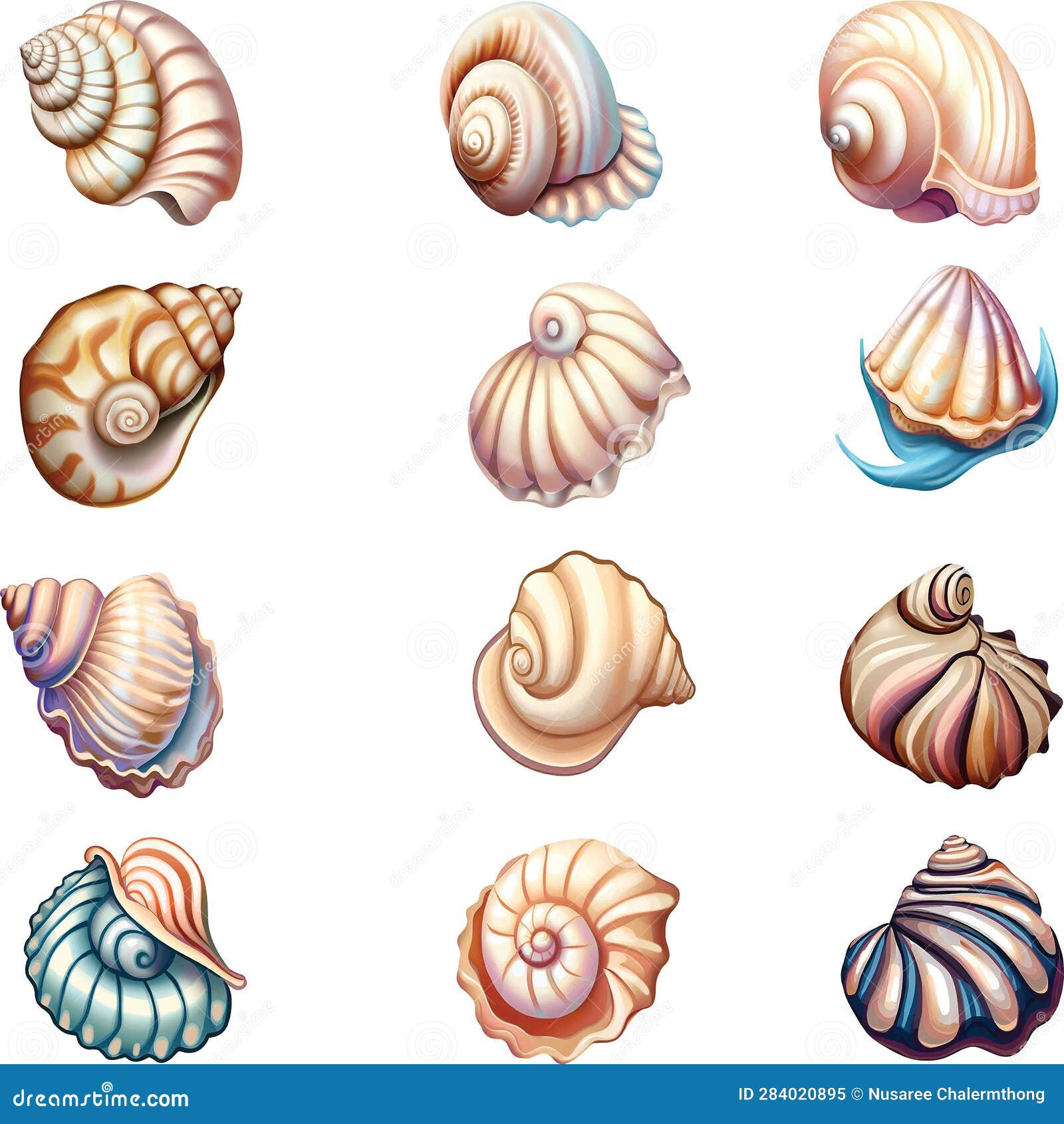 Set of Seashells Vector Illustration White Background Stock ...