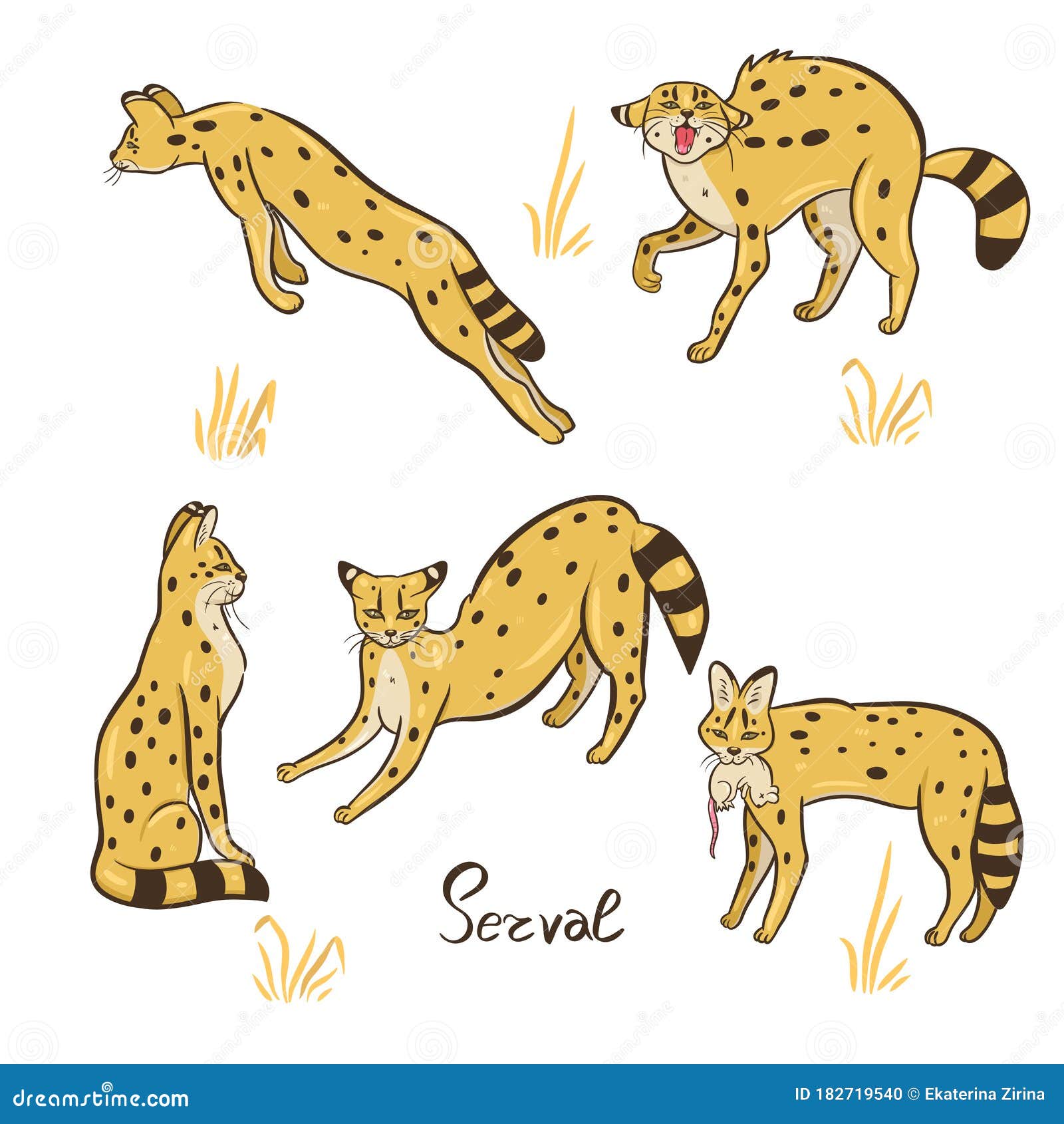 Serval Cat Vector Illustration Isolated On White Background ...