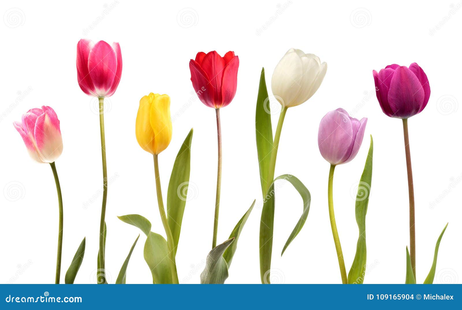 Set of Seven Different Color Tulip Flowers Stock Photo - Image of ...
