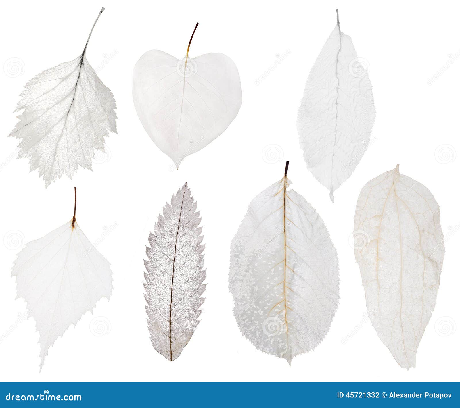 Set Of Seven Light Leaf Skeleton Isolated On White Stock Photo - Image ...