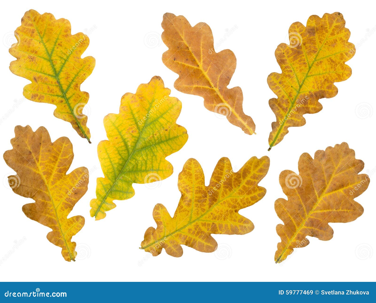 Set of Seven Oak Leaves Isolated on White Stock Image - Image of season ...