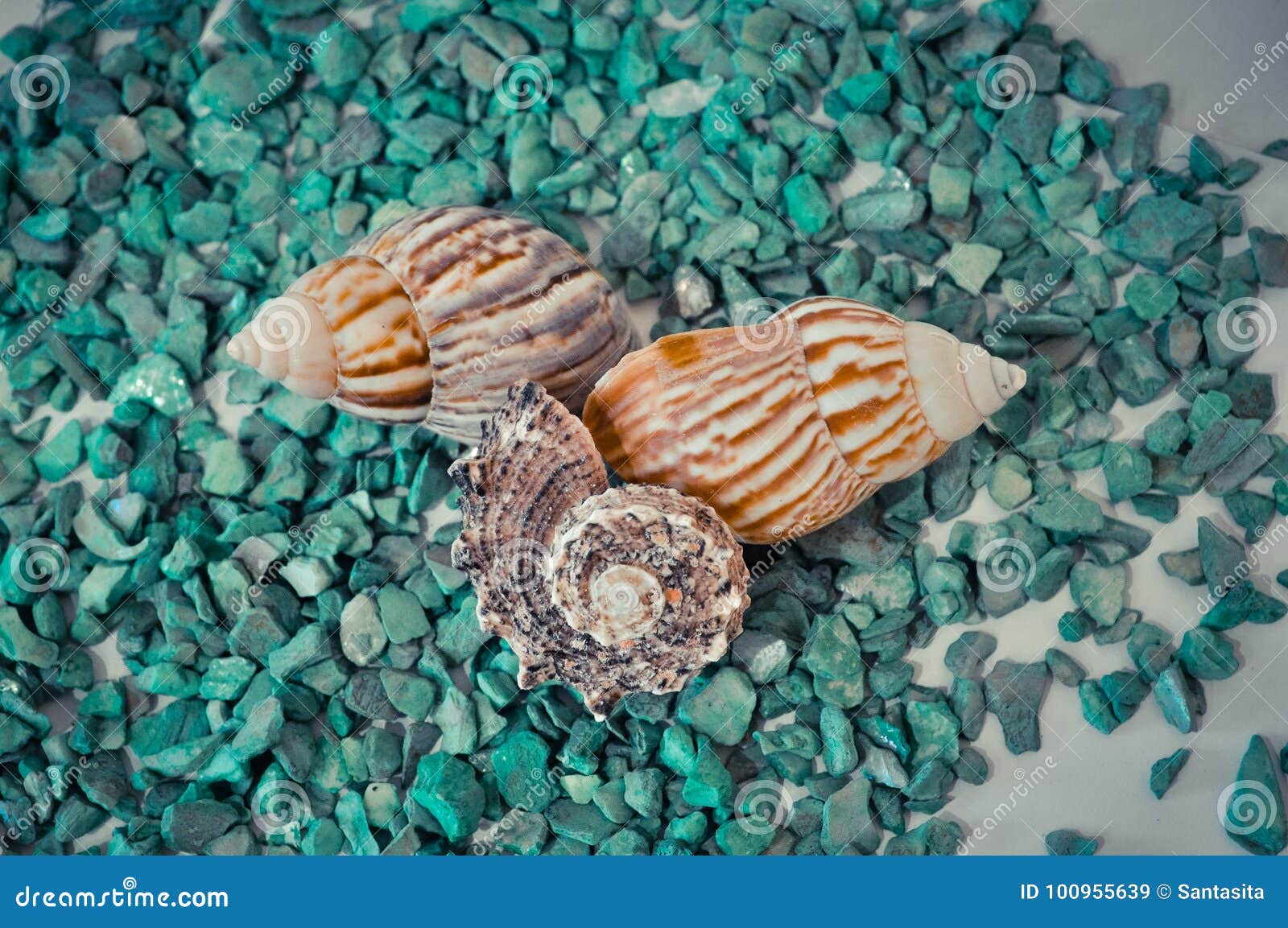 A Set of Several Different Shells on a Green Stones Stock Image - Image ...
