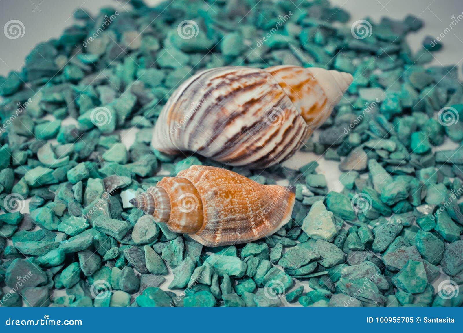 A Set of Several Different Shells on a Green Stones Stock Image - Image ...