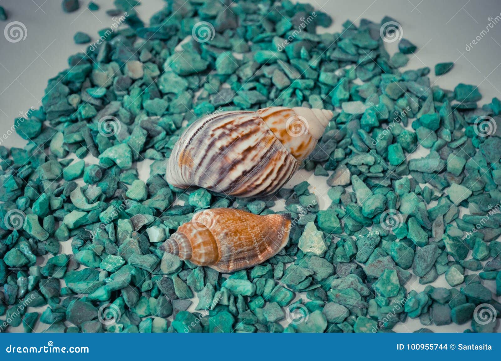 A Set of Several Different Shells on a Green Stones Stock Photo - Image ...