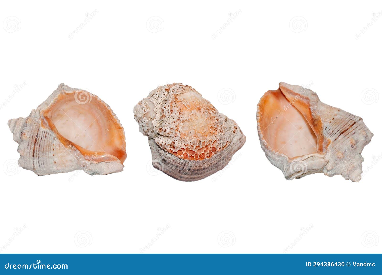 Set of Several Shells in Different Angles. Stock Photo - Image of food ...