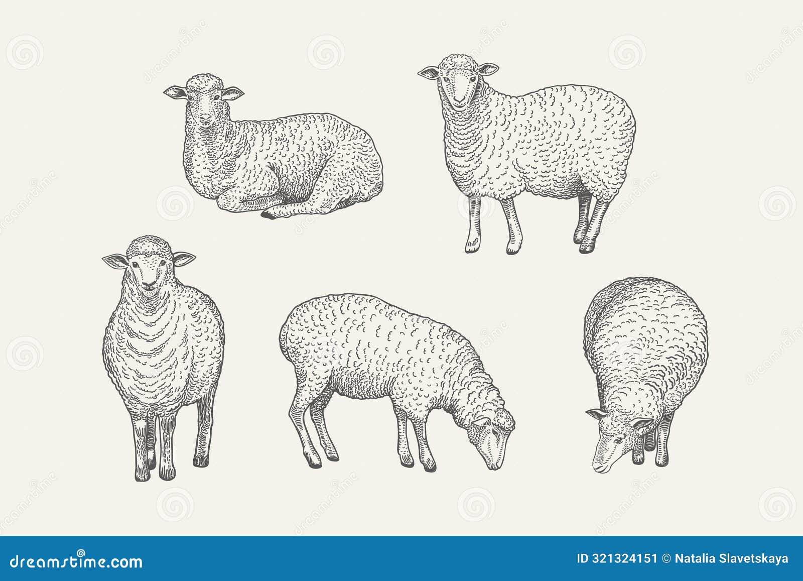 Set With Domestic Sheep. Vector Drawing. | CartoonDealer.com #321324151