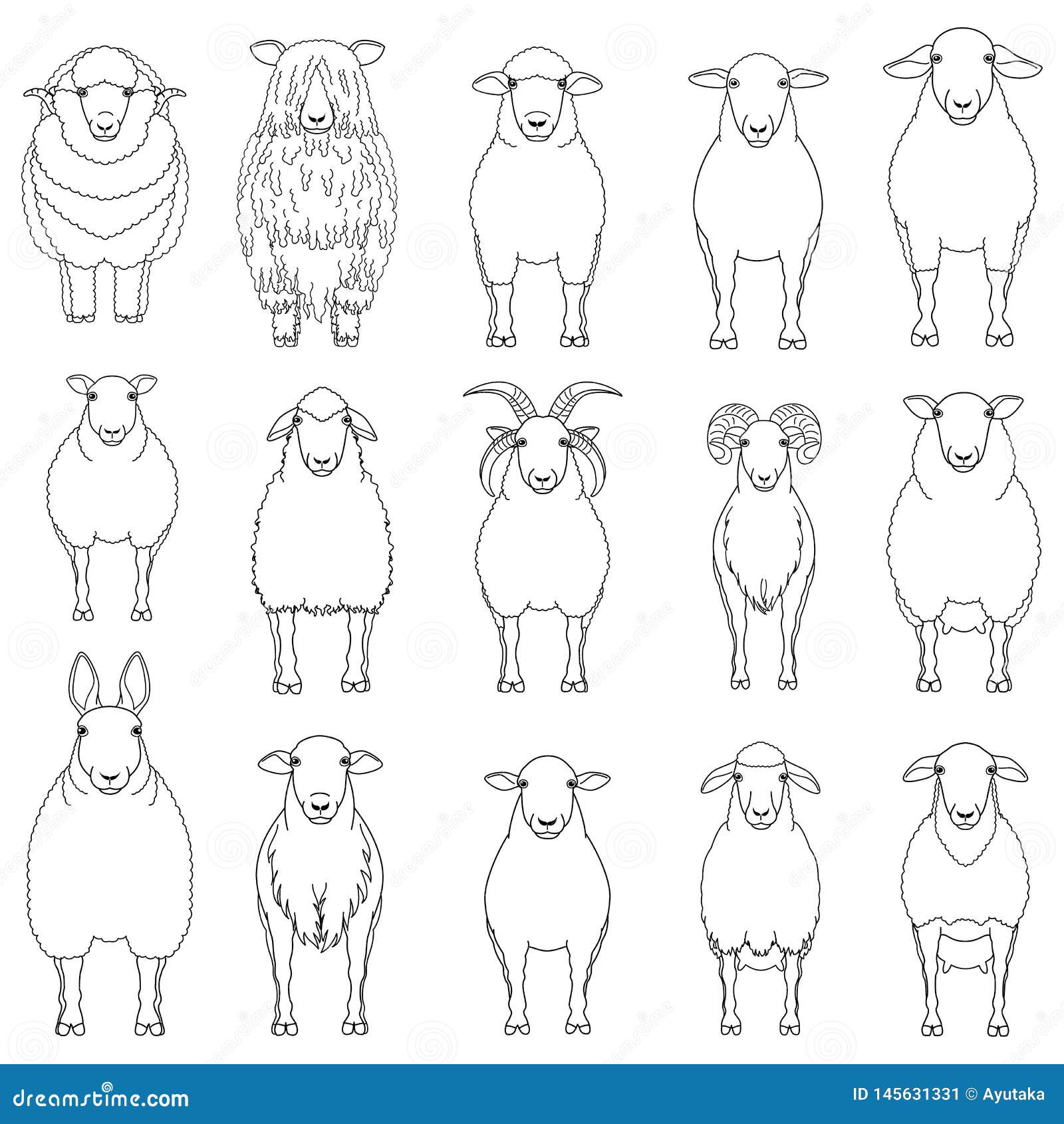 Merino And Lincoln Sheep Line Art Set Vector Illustration ...