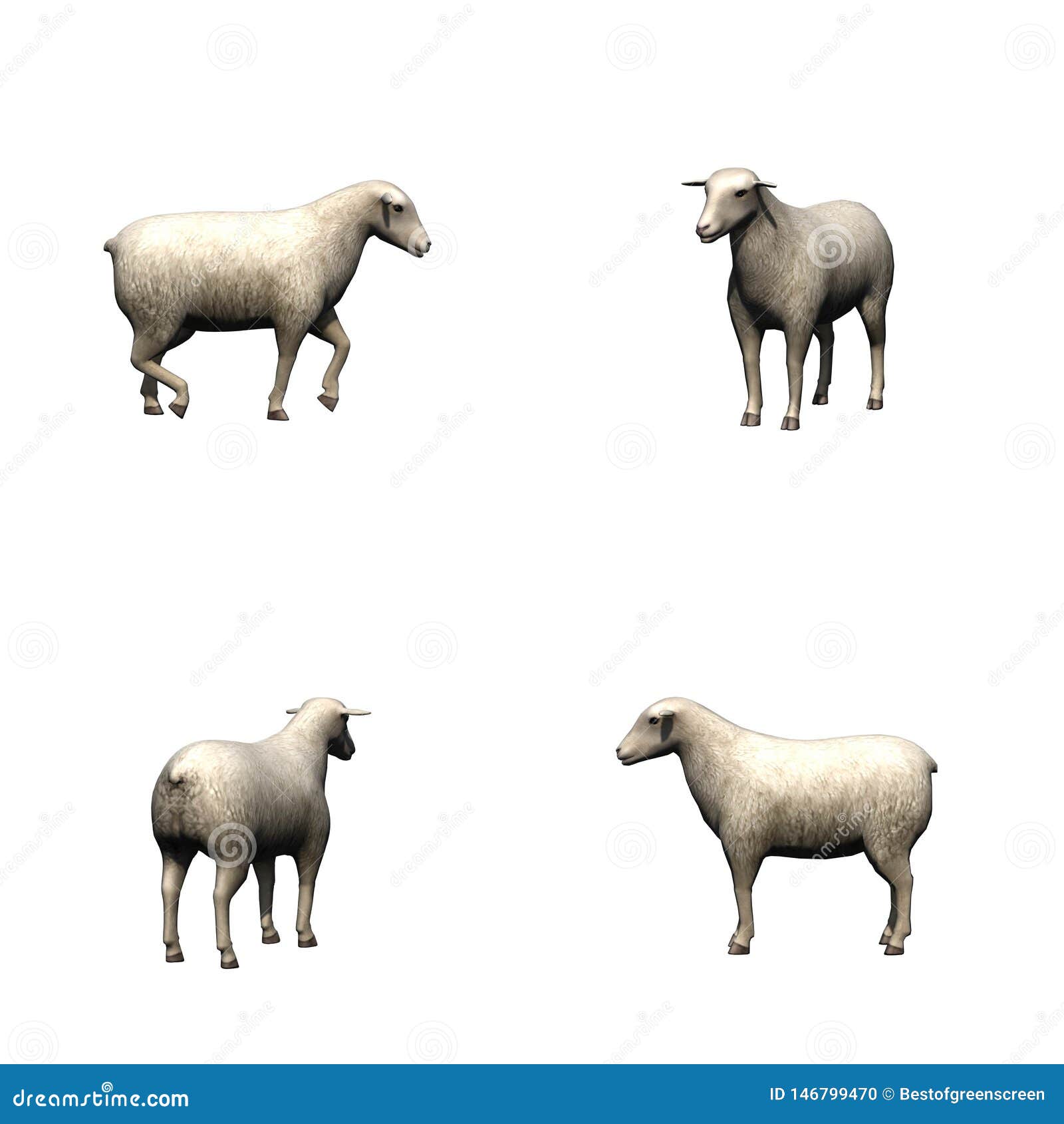 Set of Sheep on White Background Stock Illustration - Illustration of ...