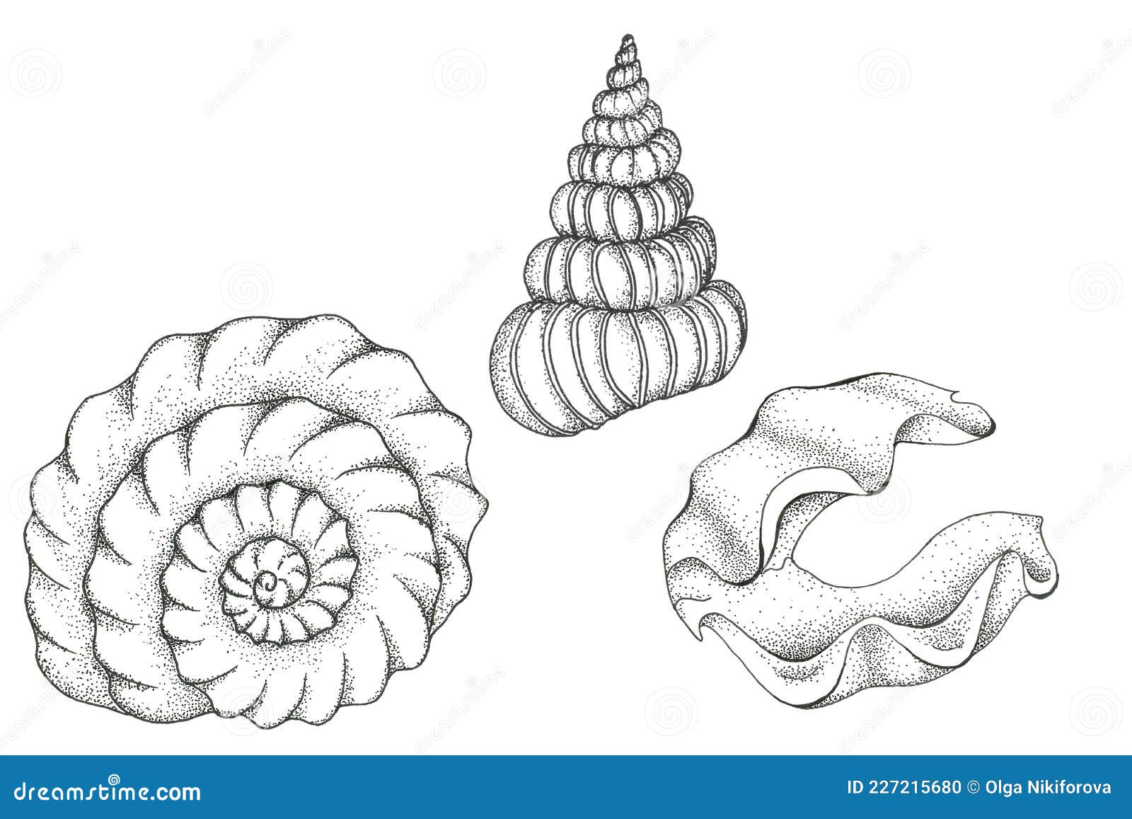 A Set of Shells. Graphics with Dots. Drawing with a Liner Stock ...