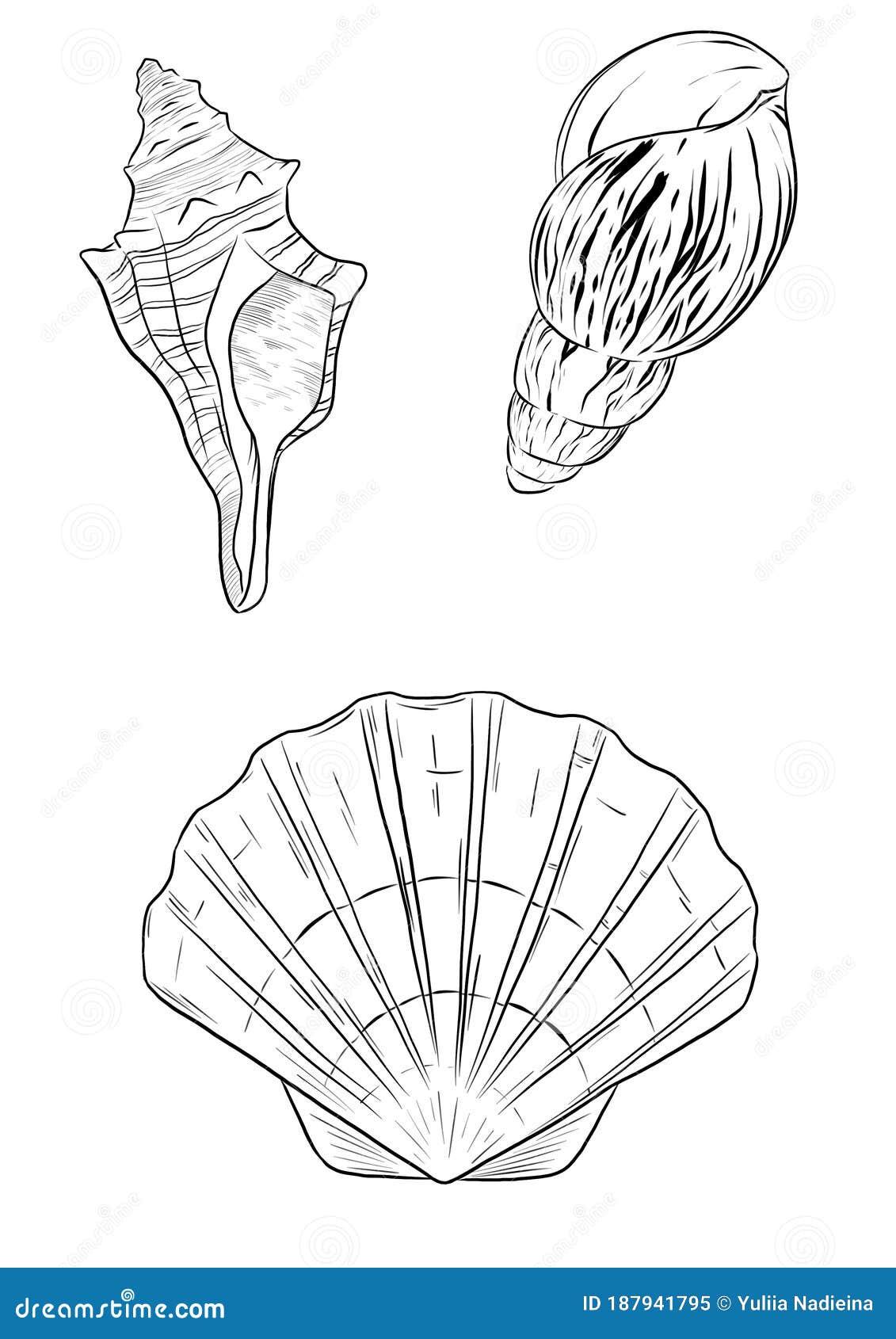 Set of Shells. Illustration. Illustrator Design Stock Illustration ...