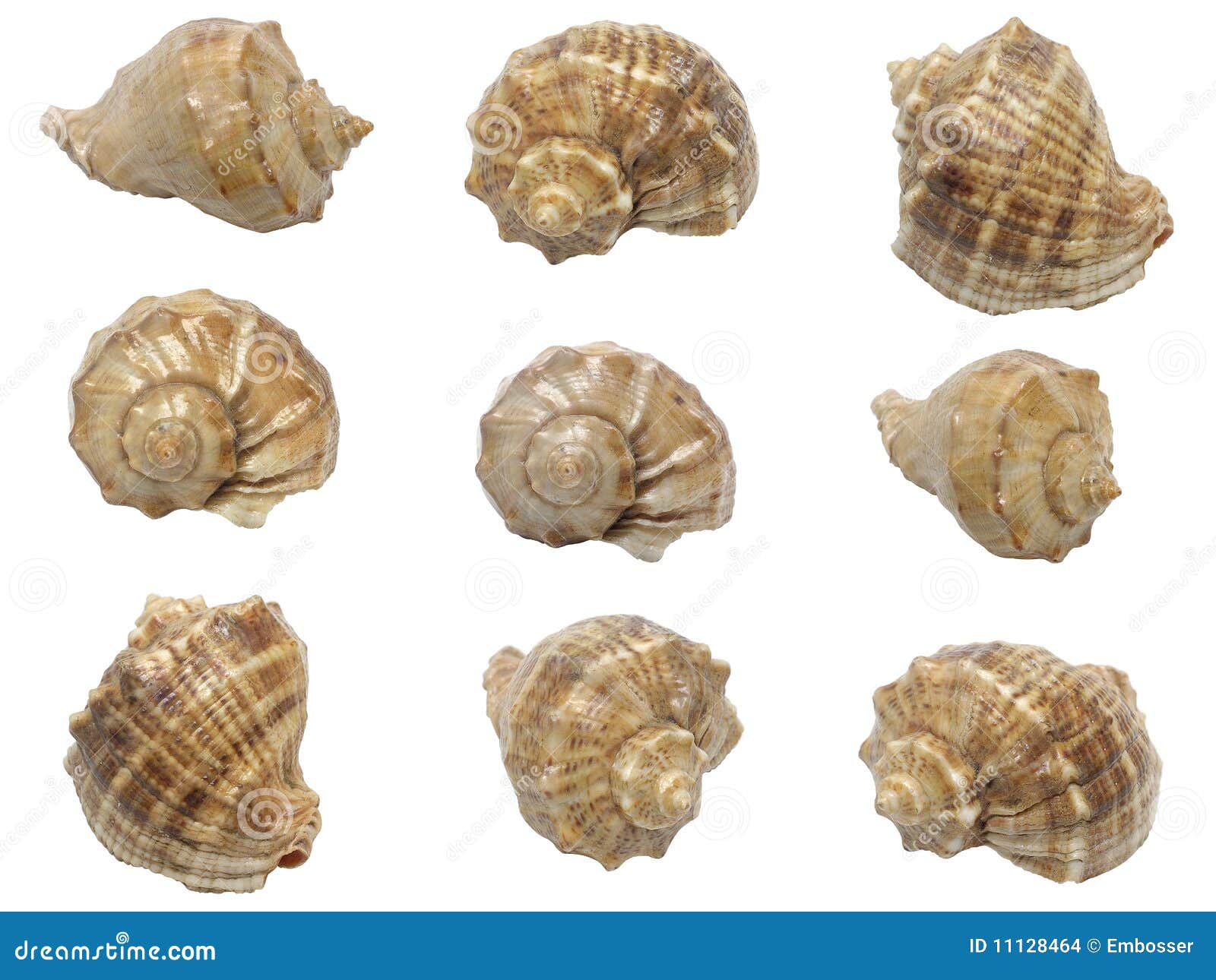 Set of Shells of Marine Molluscs Stock Photo - Image of invertebrate ...