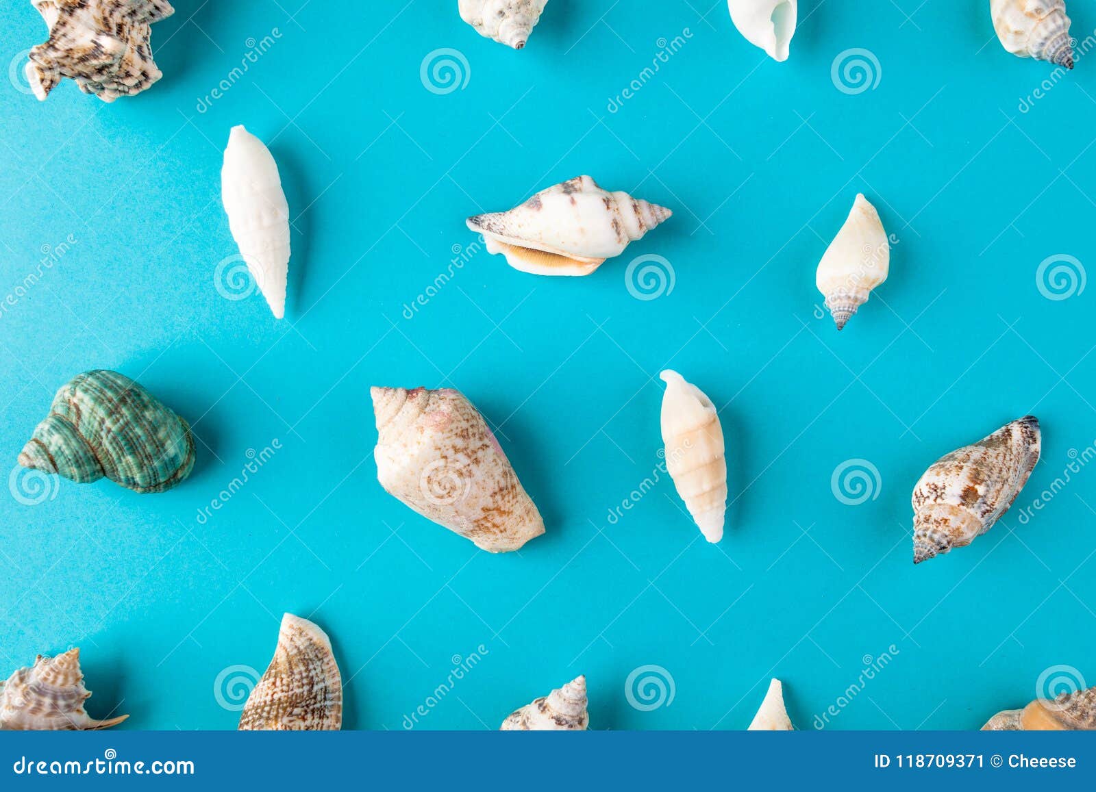 Set Shells. Minimal Art Design Stock Image - Image of blue, composition ...