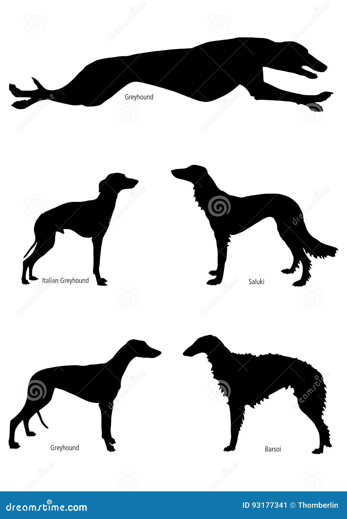 Set of Silhouettes of Greyhound Dogs Stock Vector - Illustration of ...