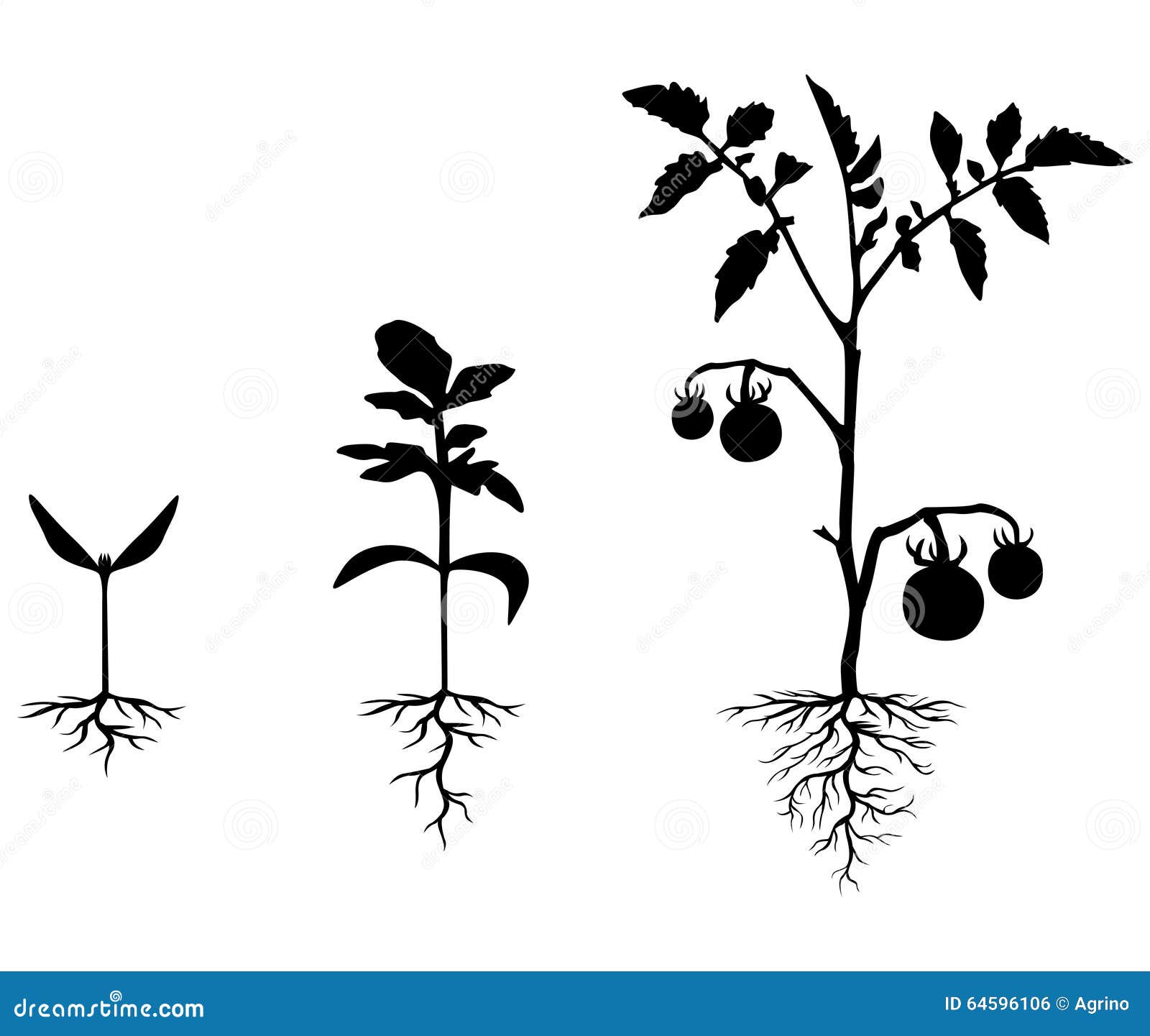 Tomato Plants, Vegetable With Root In Soil Texture, Flat Design Cartoon ...