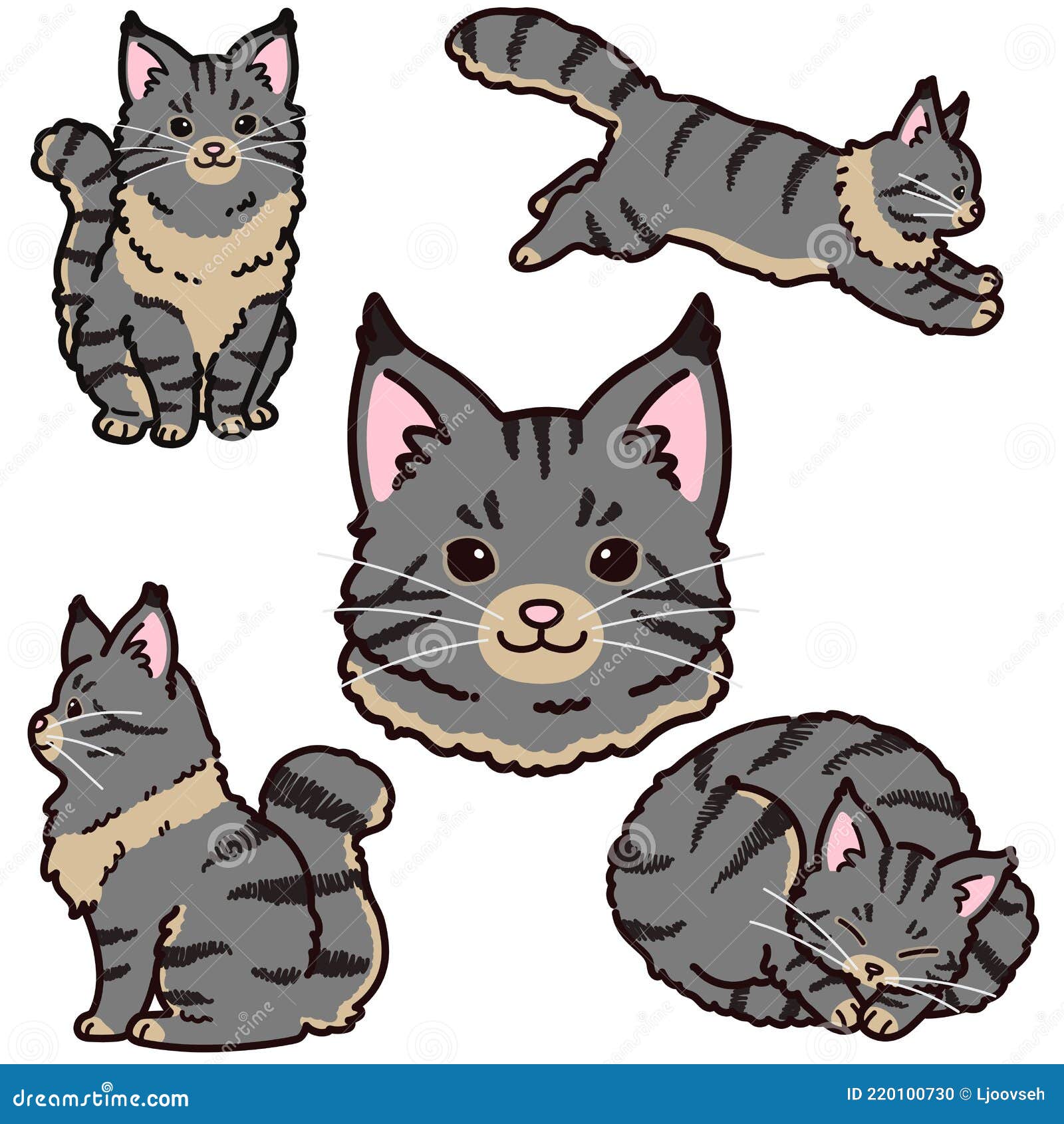 Set of Simple and Adorable Grey Maine Coon Cat Illustrations Outlined ...