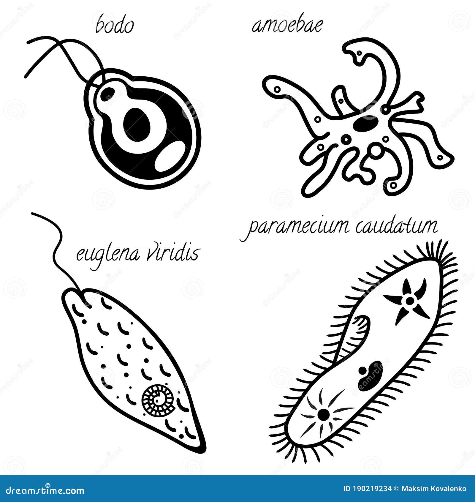 A Set of Simple Organisms Amoeba, Euglena, Bodo, Infusoria. Stock ... A Set of Simple Organisms Amoeba, Euglena, Bodo, Infusoria. Stock ...