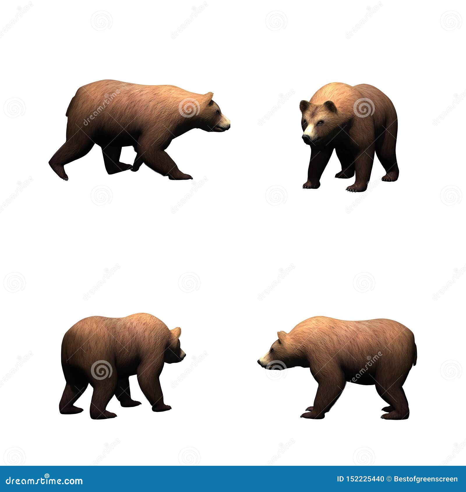 Set of a Single Brown Bear on White Background Stock Illustration ...