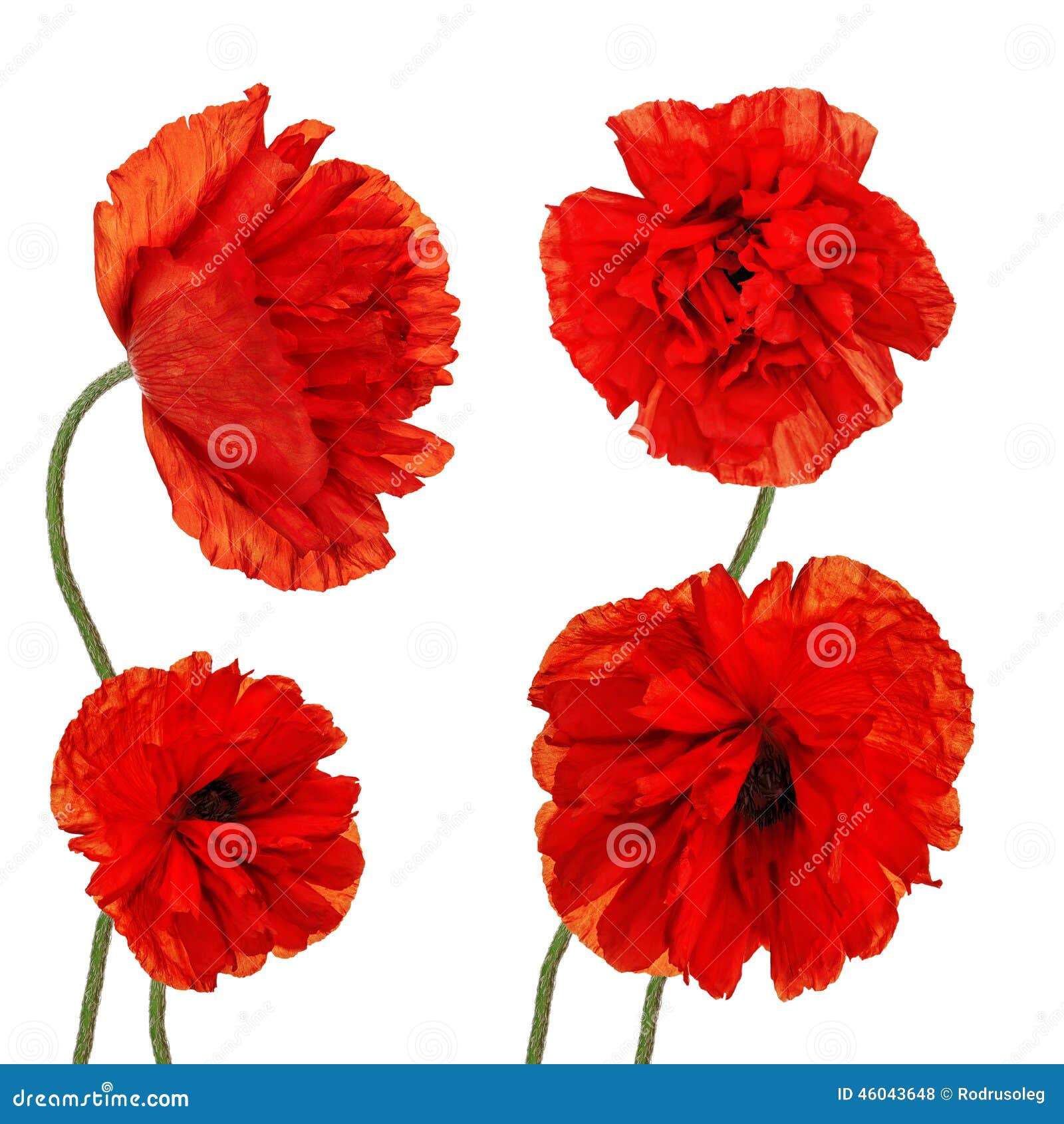 Set of Single Poppy Flowers Isolated on White Background. Stock Photo ...