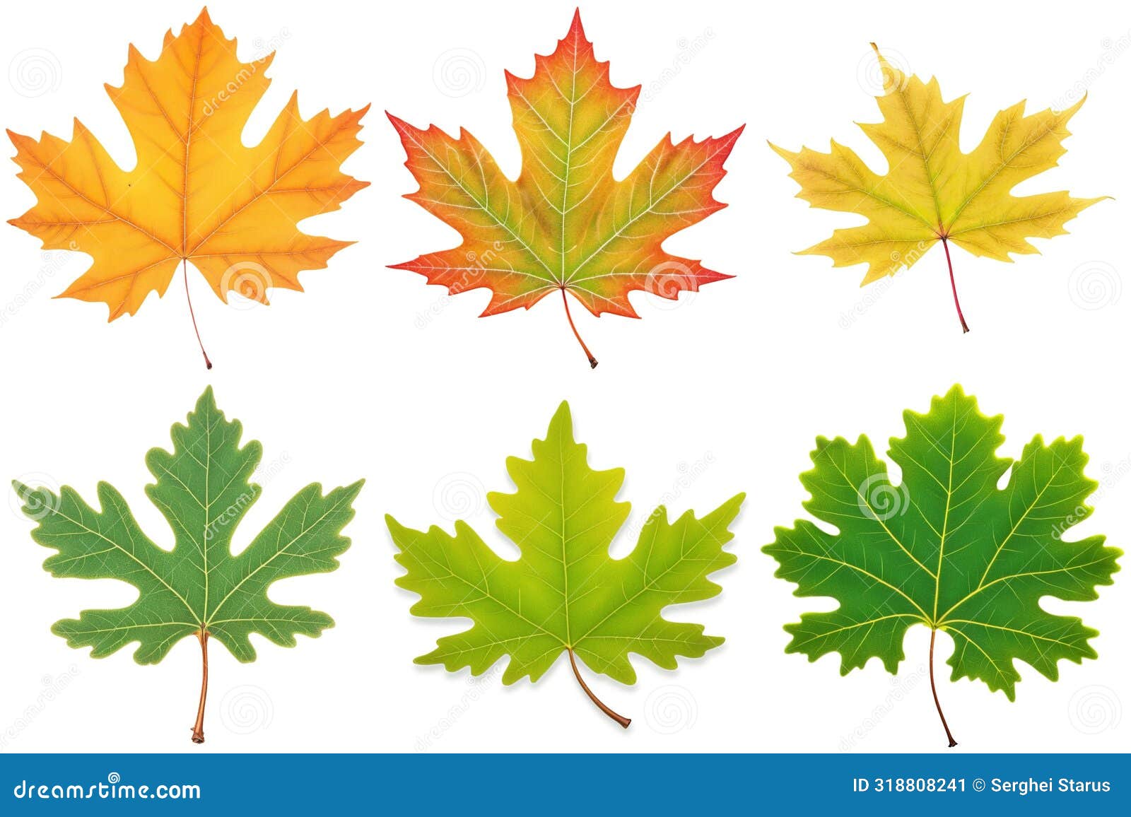 A Set of Six Different Colored Maple Leaves, PNG with Transparent ...
