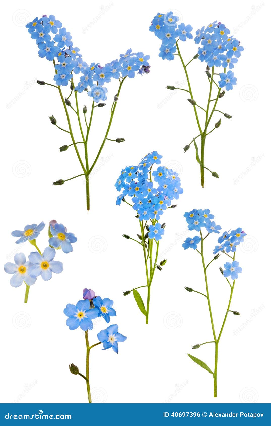 Set of Six Light Blue Forget-me-not Branches Stock Photo - Image of ...