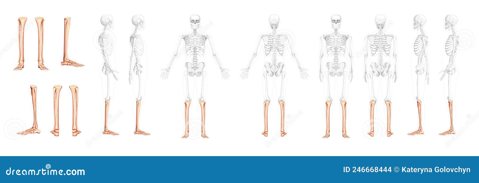 Set of Skeleton Leg Tibia, Foot, Ankle Human Front Back Side View with ...