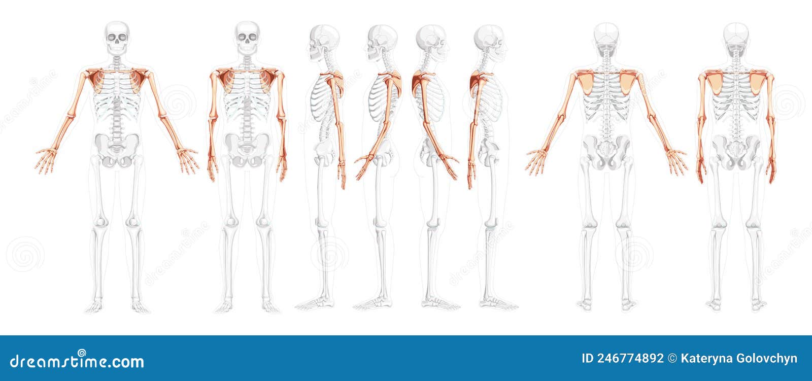 Set of Skeleton Upper Limb Arms with Shoulder Human Front Back Side ...