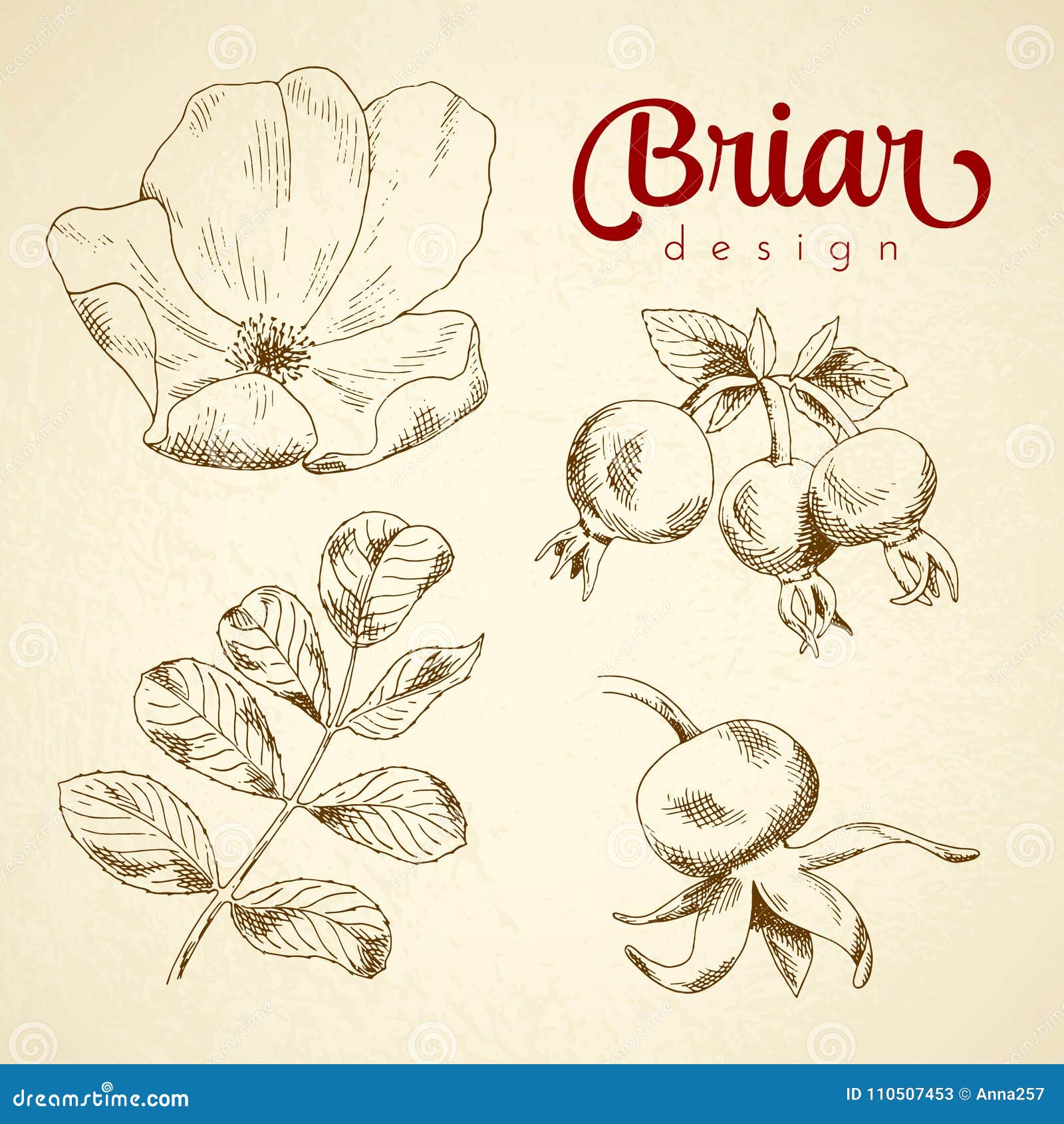 Set of Sketch Briar Flower, Berry and Leaf Stock Vector - Illustration ...