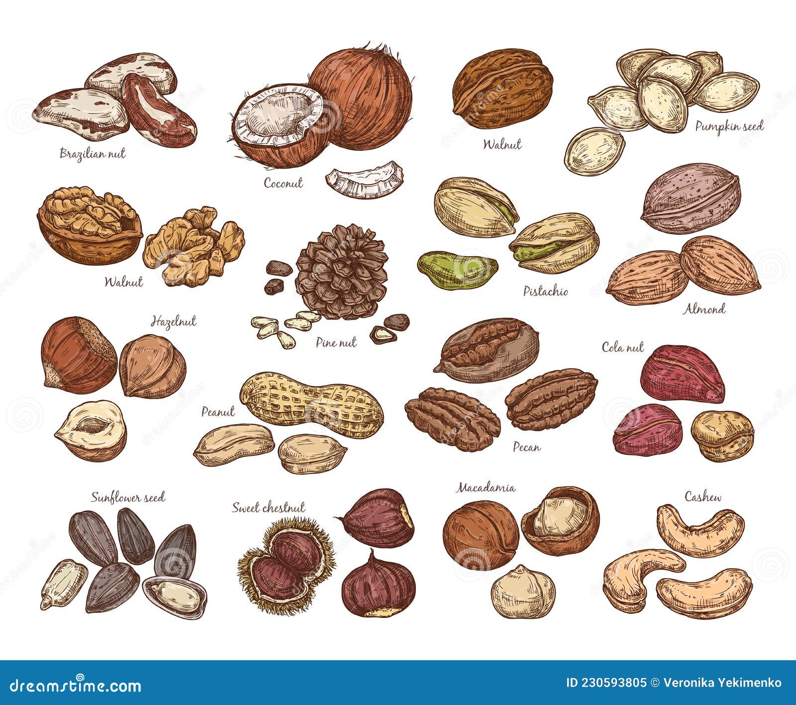 Set Sketch of Colored Nuts. Vector Illustration of Nuts in Vintage ...