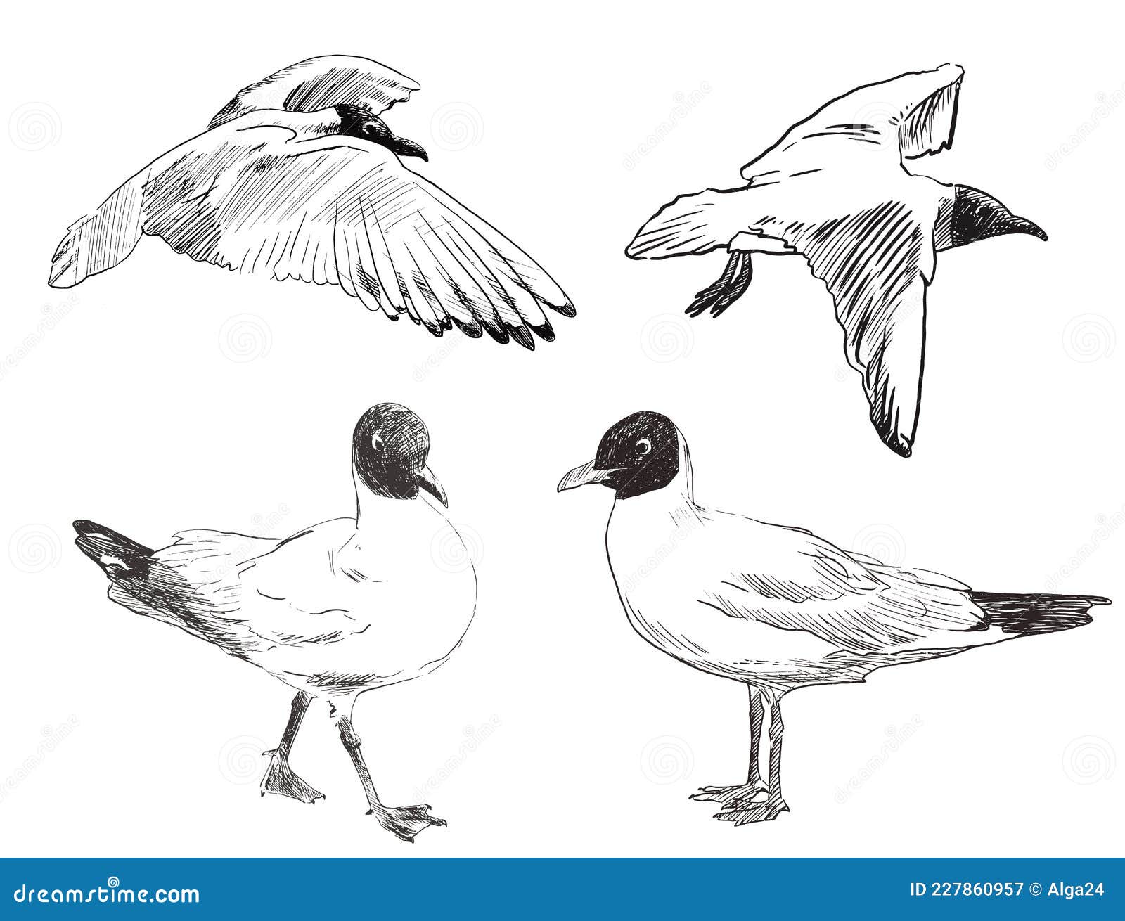 Set of Sketch Seagull Hand Drawn Stock Vector - Illustration of black ...