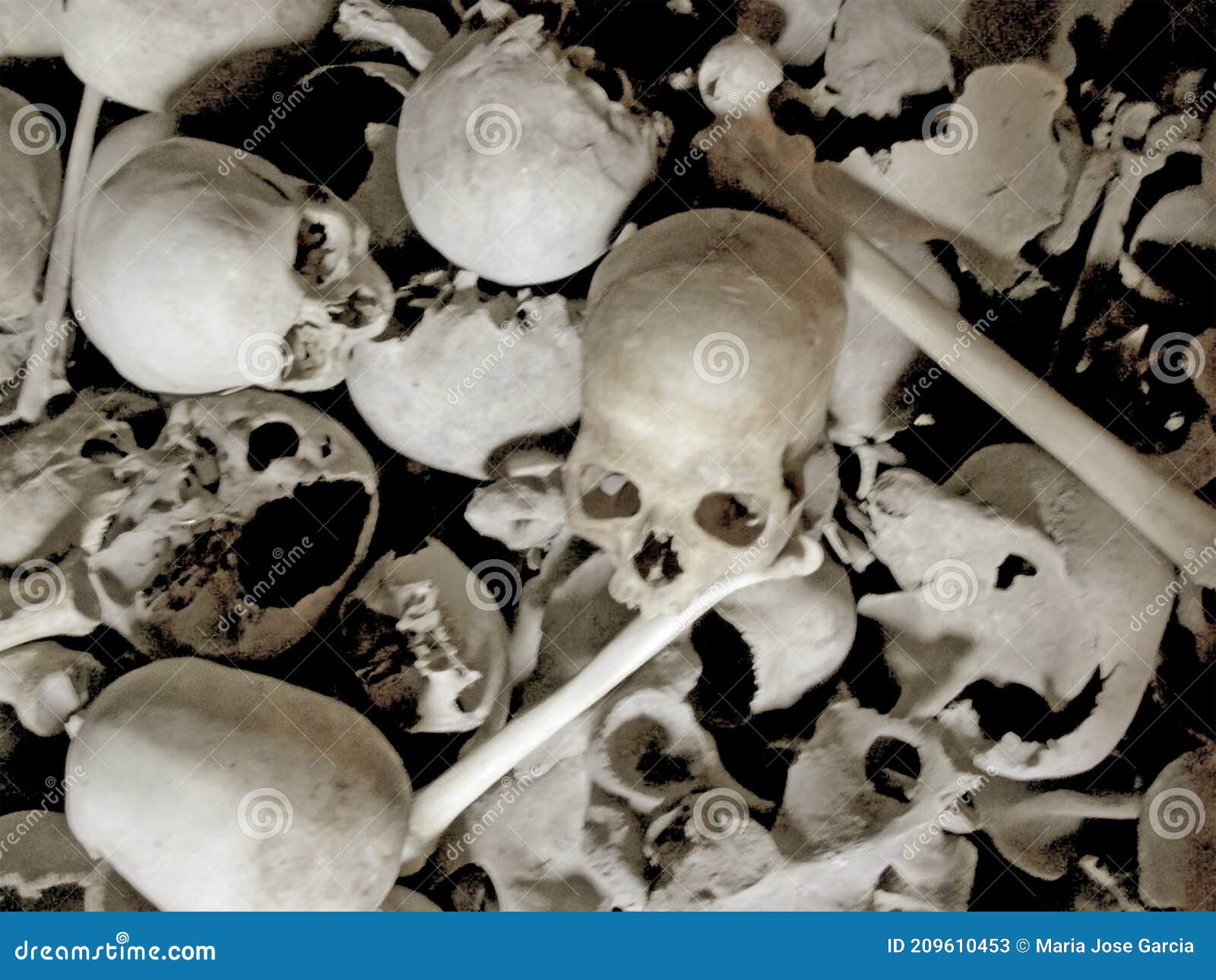 Set of Skulls and Real Human Bones Piled on the Ground Stock Image ...
