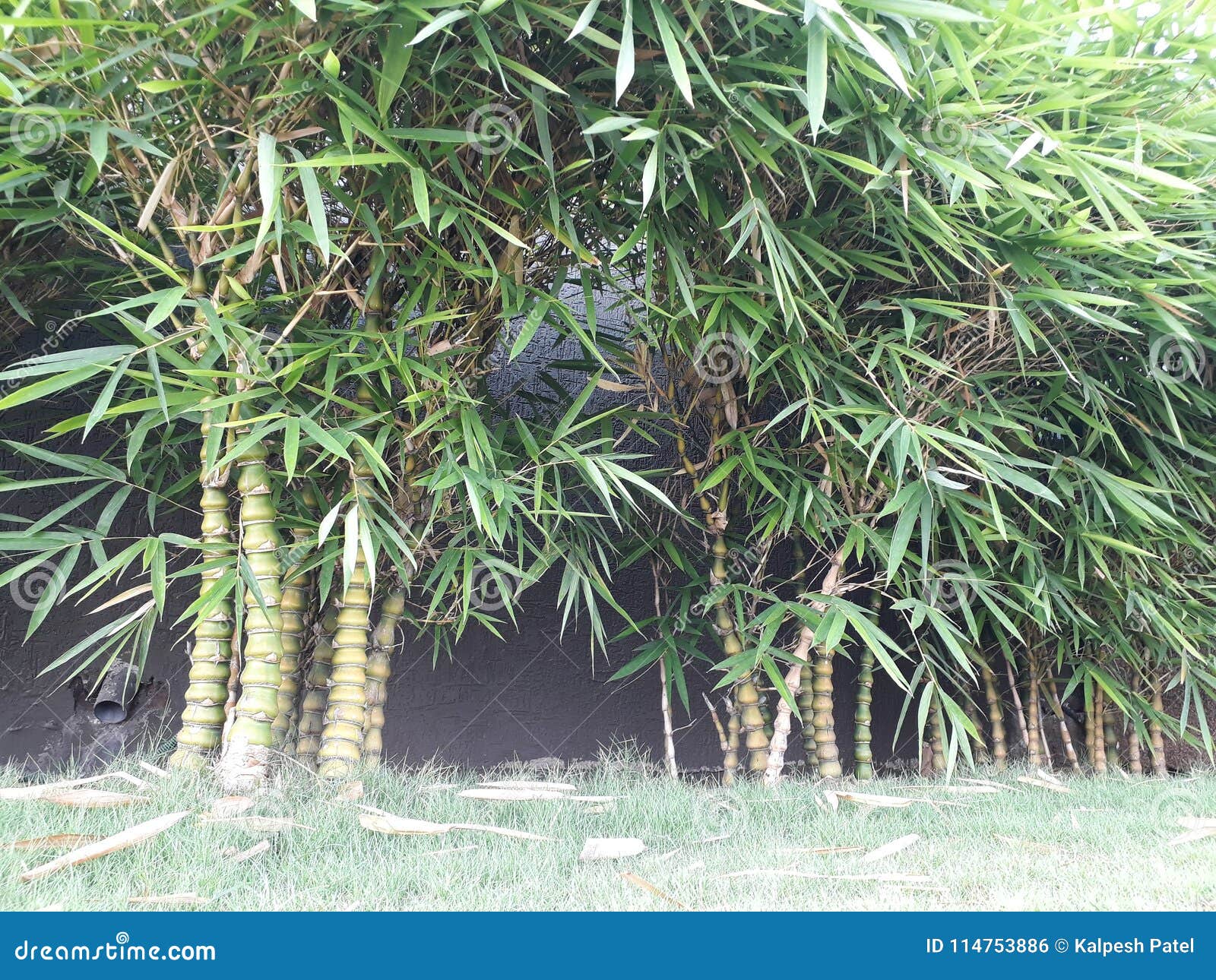 A Set of Small Bamboo Trees Stock Photo - Image of good, sweet: 114753886