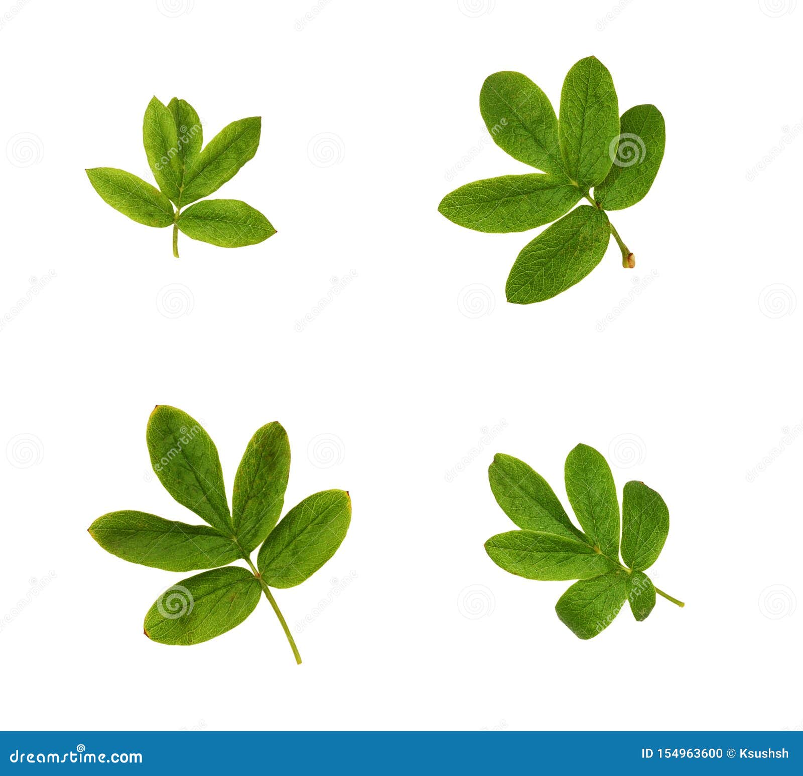 Set of small green leaves stock photo. Image of fresh - 154963600