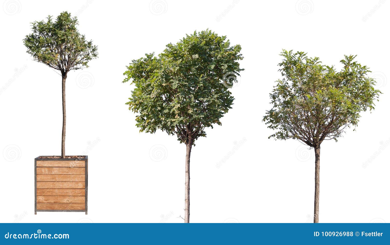 Set Small Green Trees Isolated on White Background. Stock Photo - Image ...